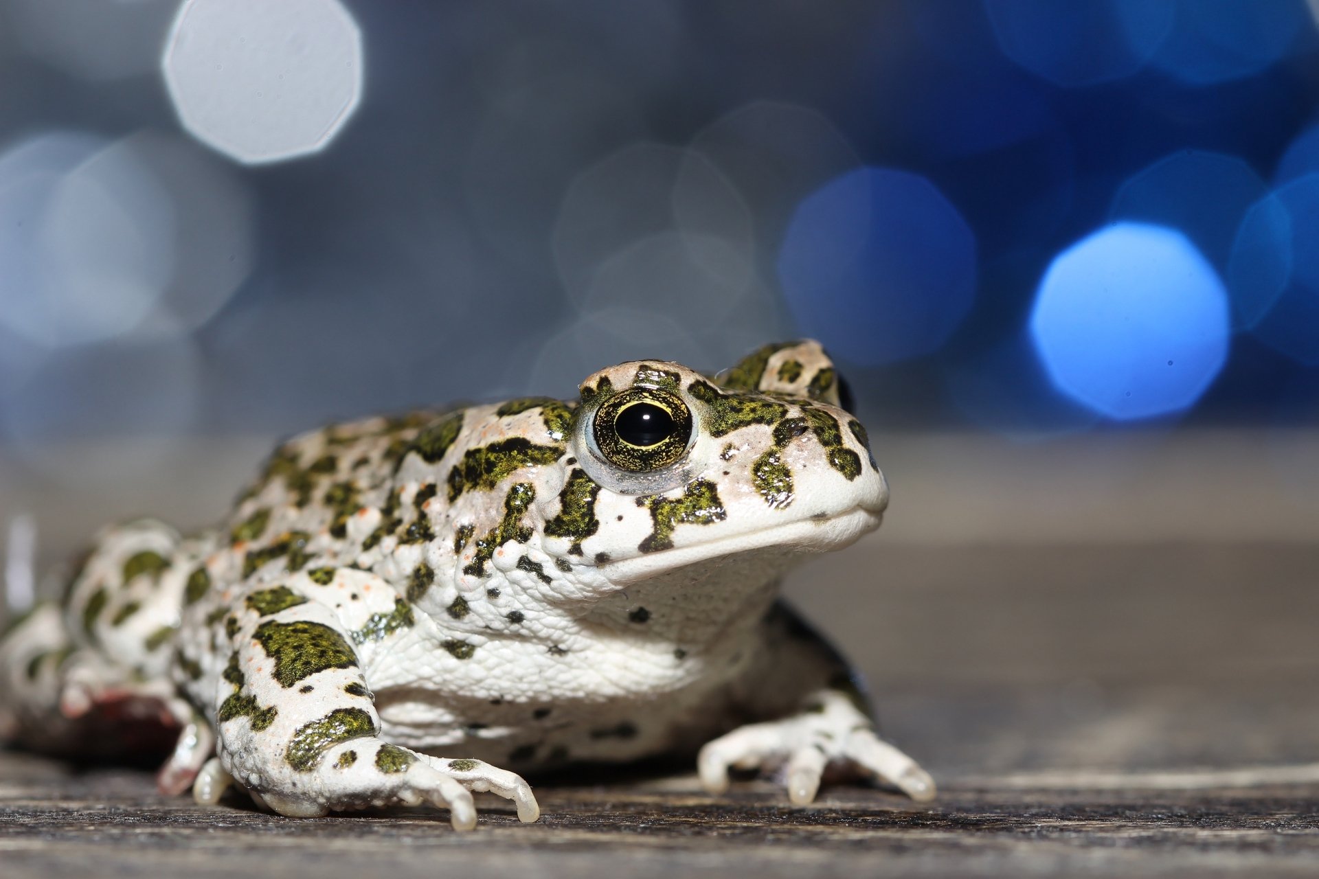 Download European Green Toad Bokeh Amphibian Animal Toad HD Wallpaper