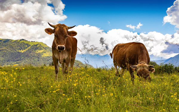 [60+] Cow 4k Wallpapers