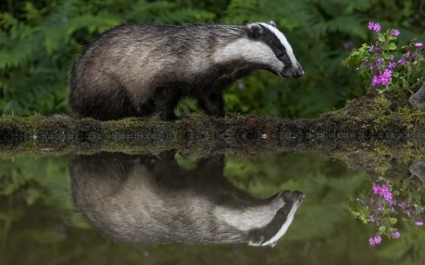 Badger HD Wallpaper | Background Image | 1920x1200