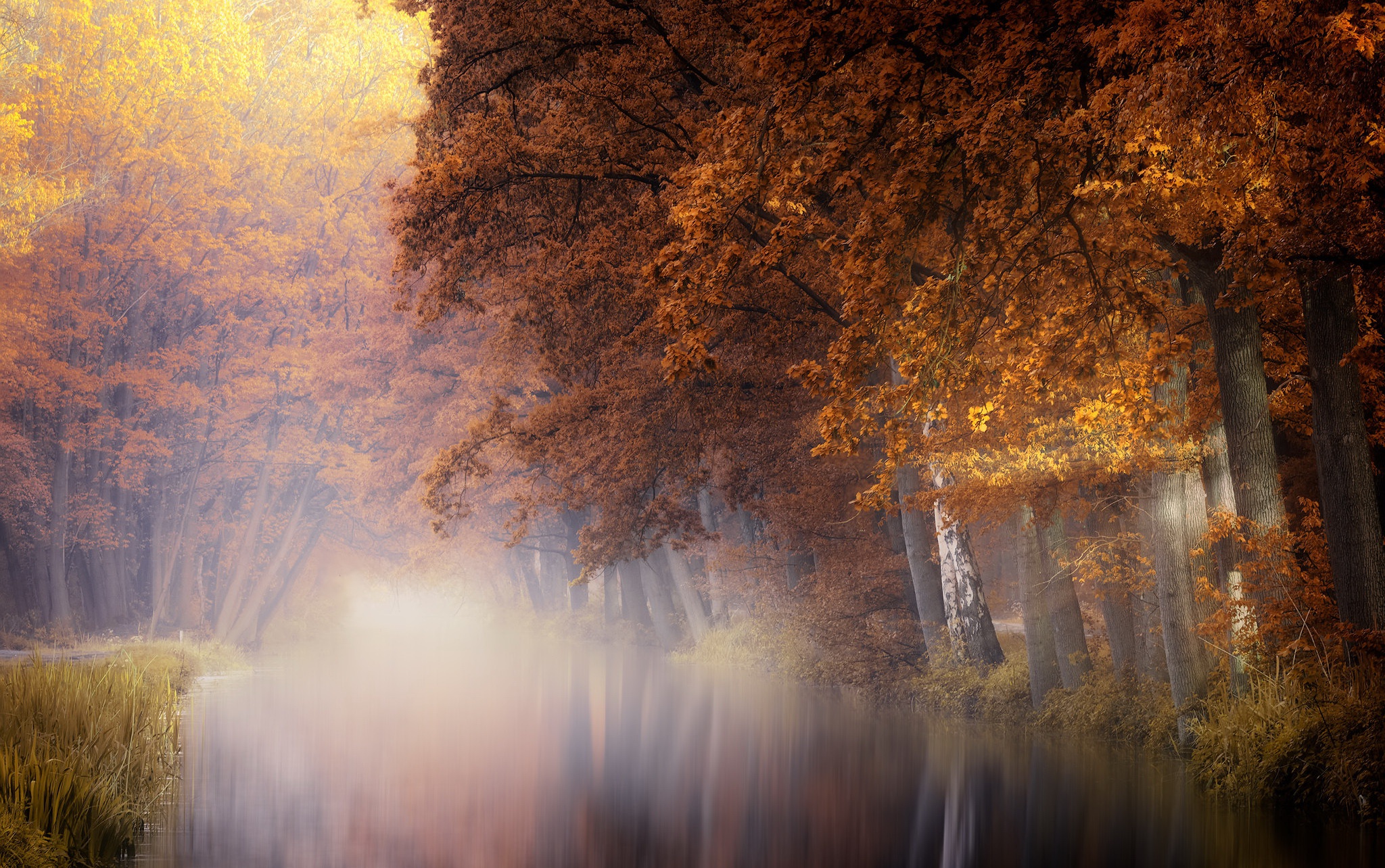 Download Fall Fog Nature River HD Wallpaper