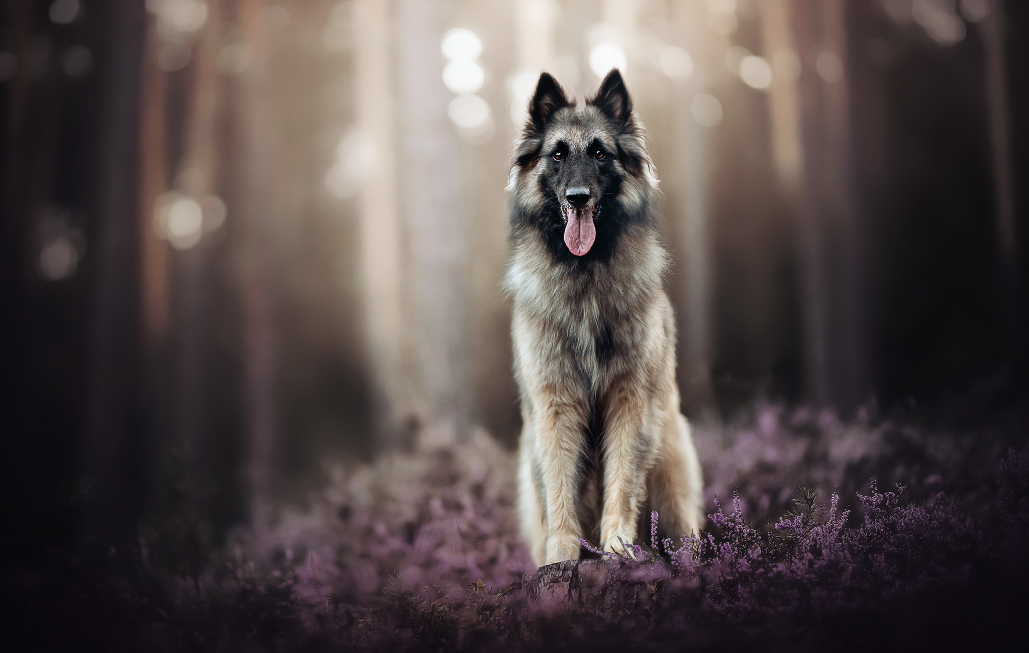 Download Depth Of Field Dog Animal German Shepherd HD Wallpaper