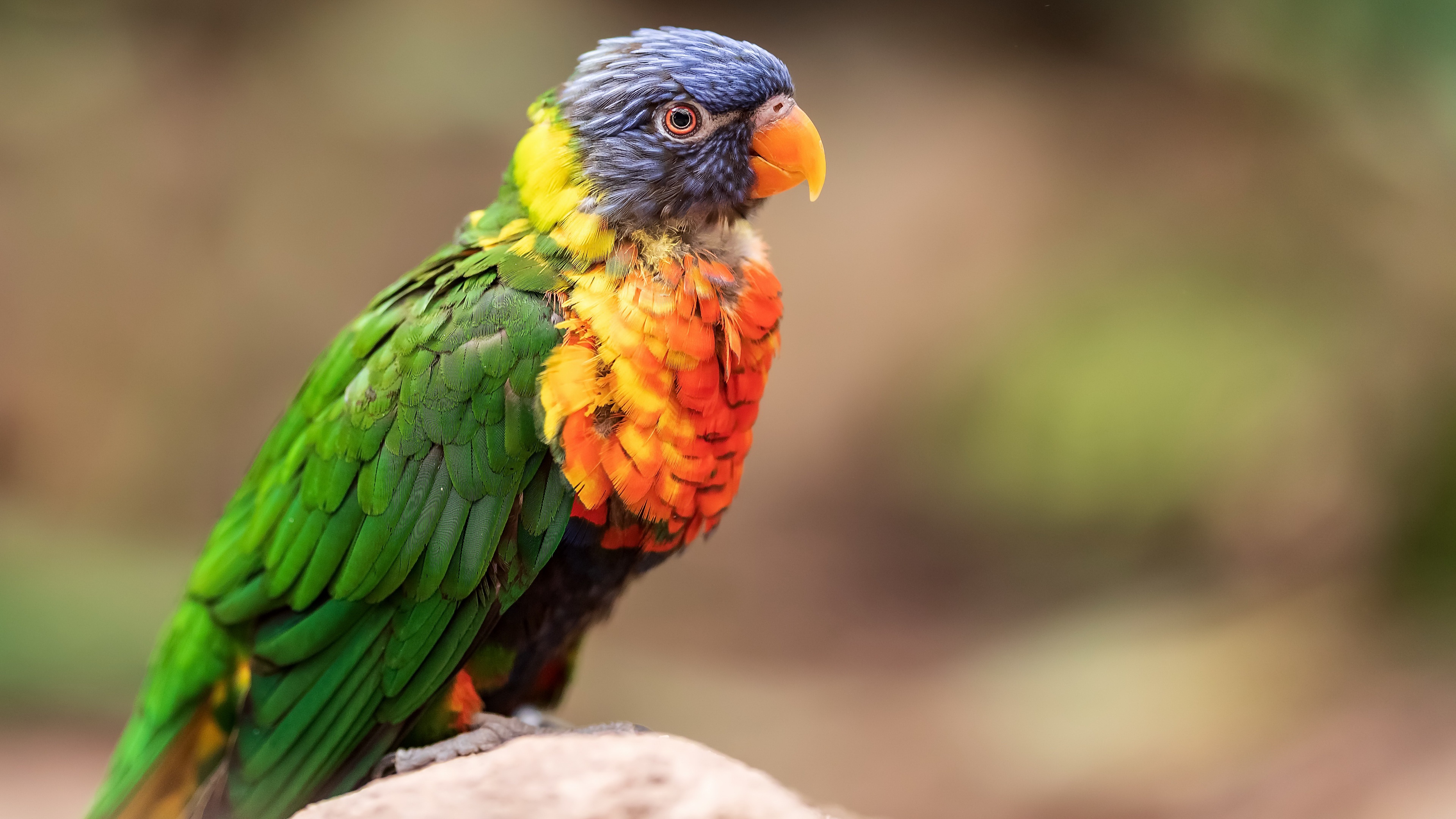 Download Parrot Bird Animal Rainbow Lorikeet 4k Ultra HD Wallpaper