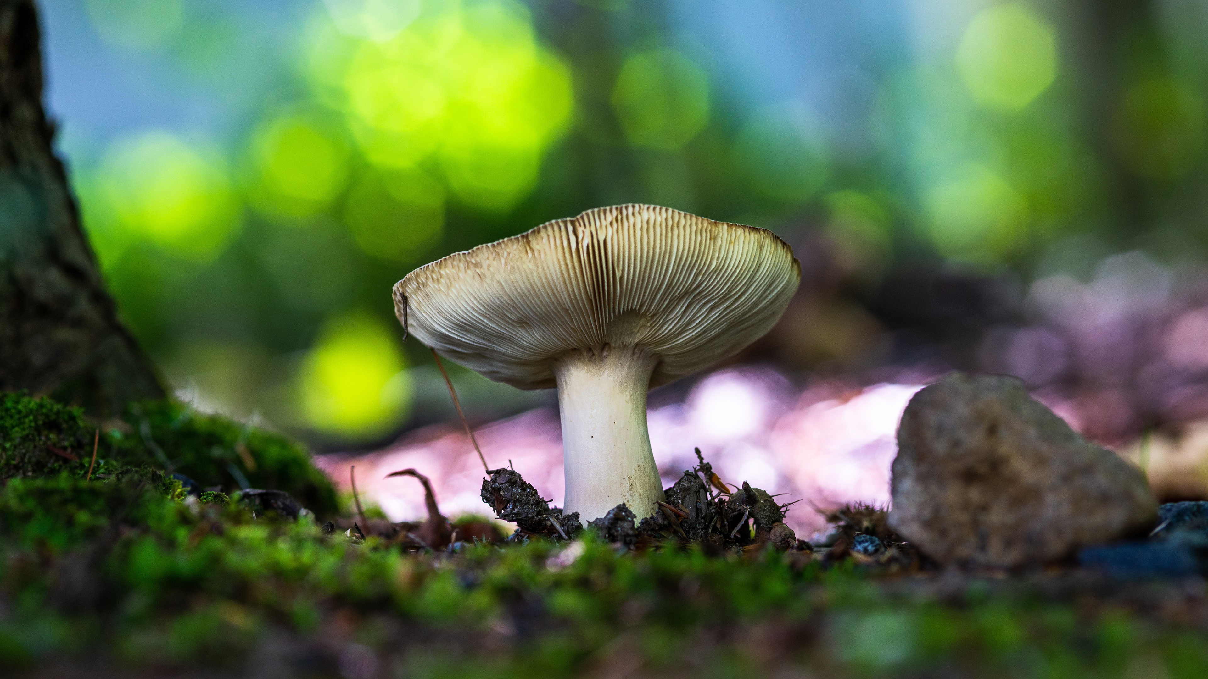 Download Macro Nature Bokeh Mushroom 4k Ultra HD Wallpaper