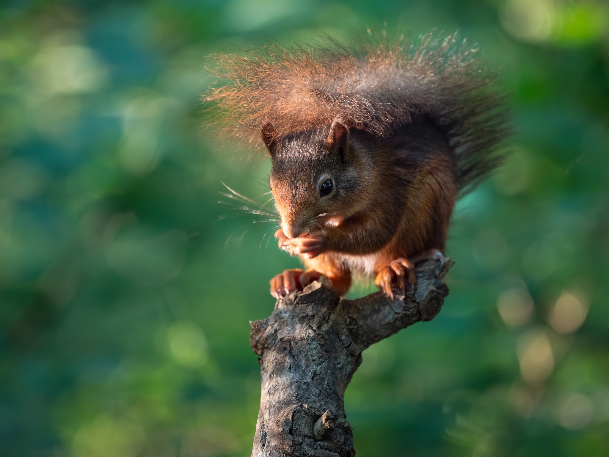 Download Rodent Animal Squirrel HD Wallpaper