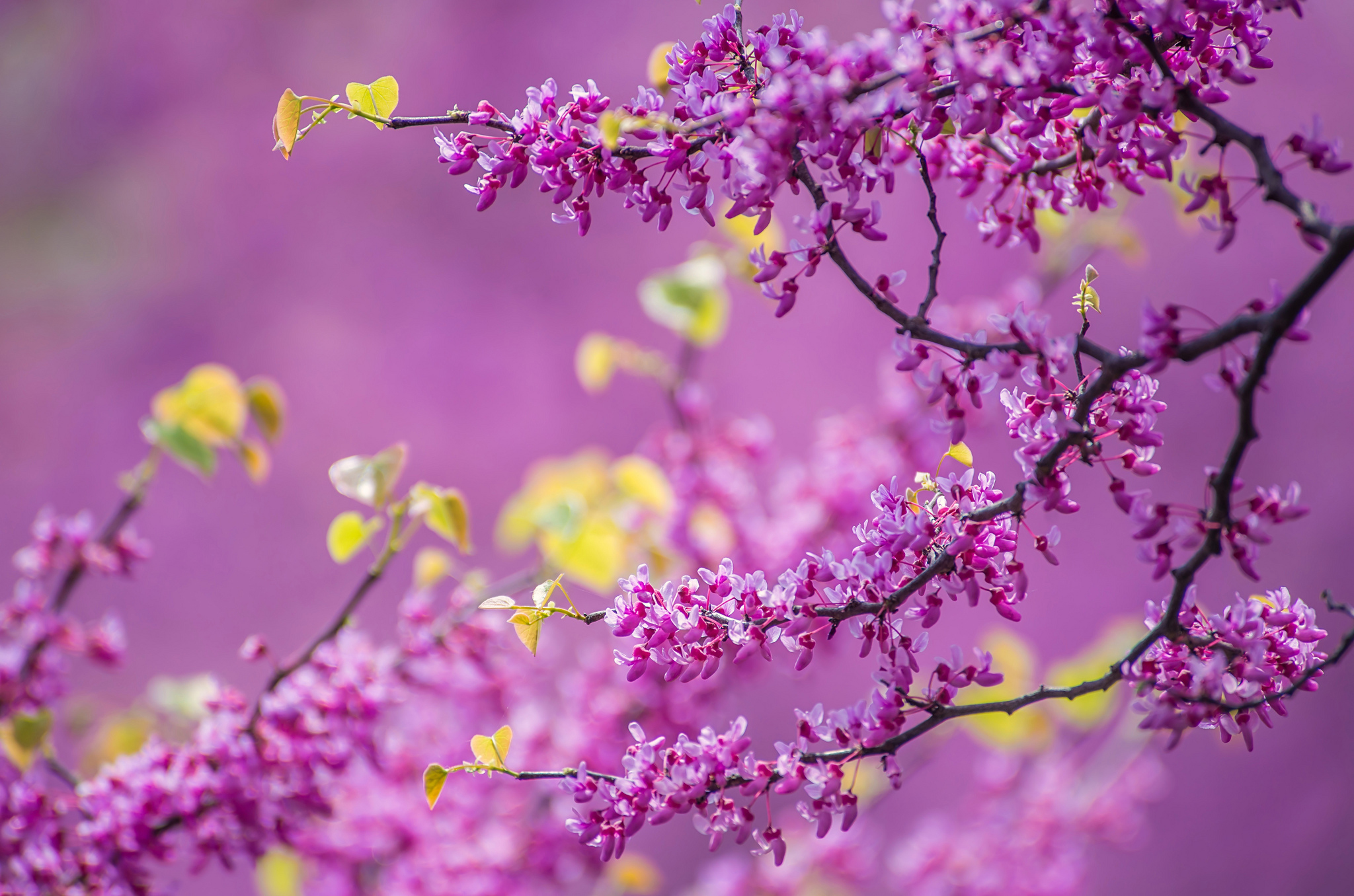 Download Flower Spring Branch Nature Blossom HD Wallpaper