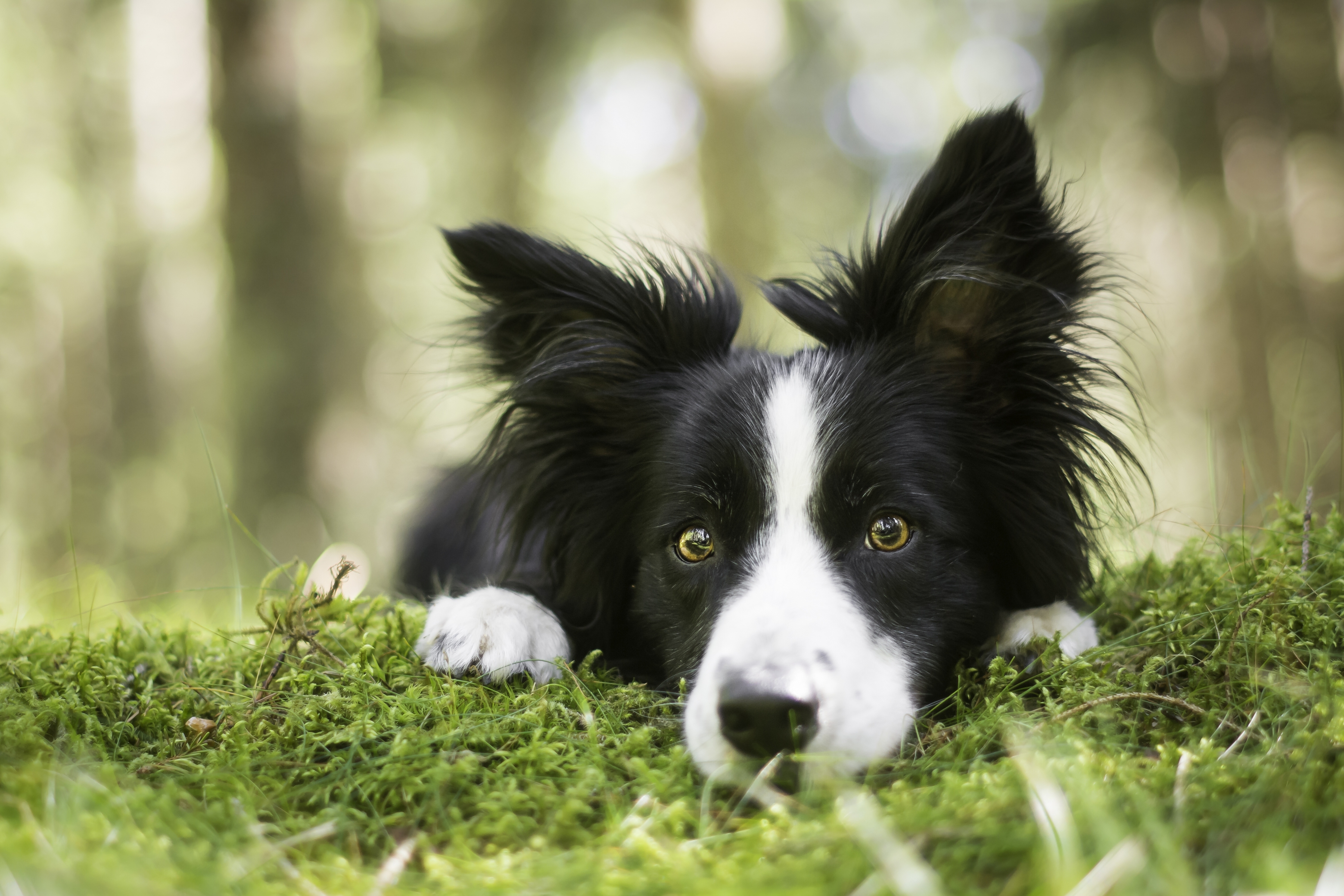 Border Collie HD Wallpaper