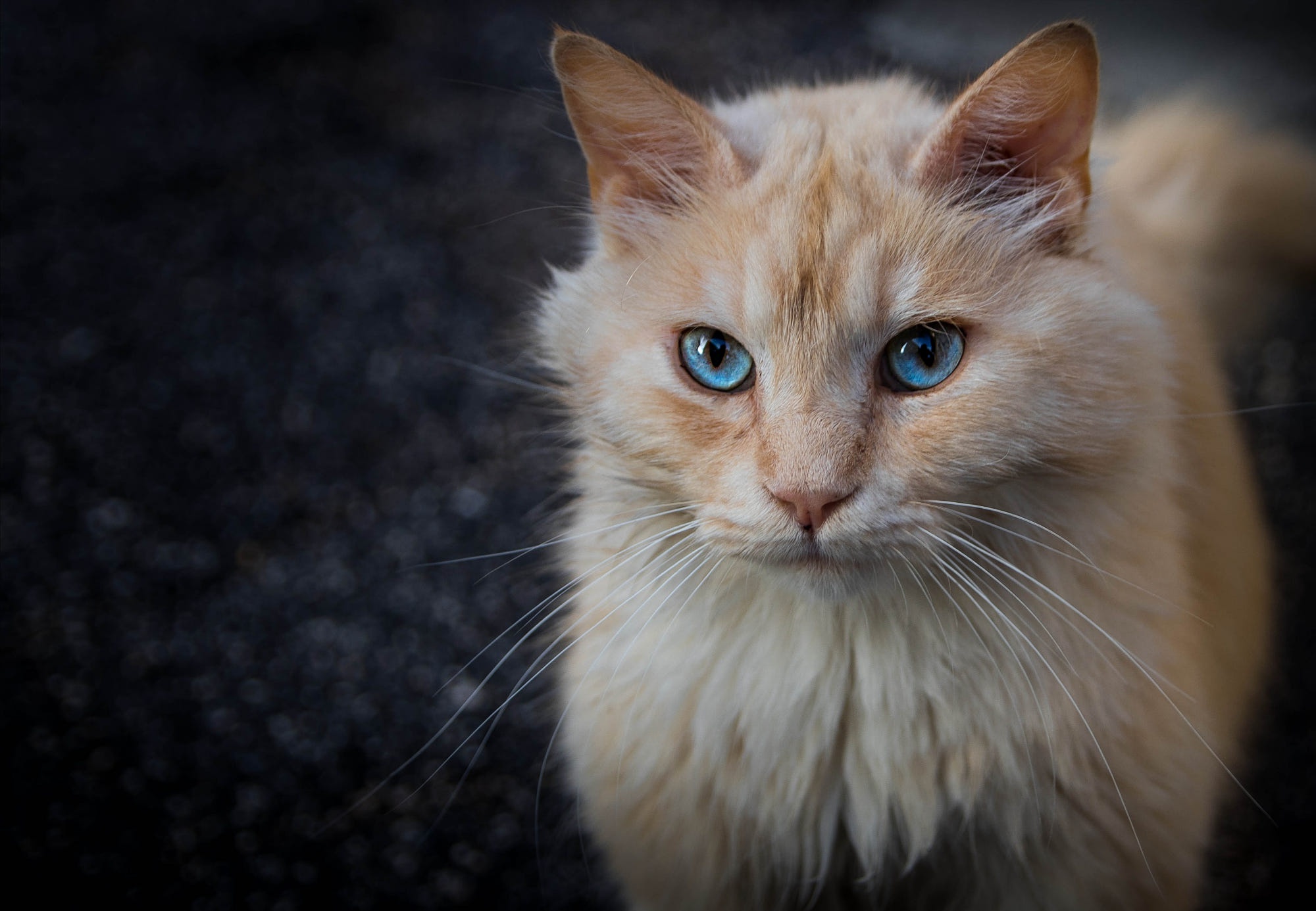 Download Blue Eyes Animal Cat HD Wallpaper
