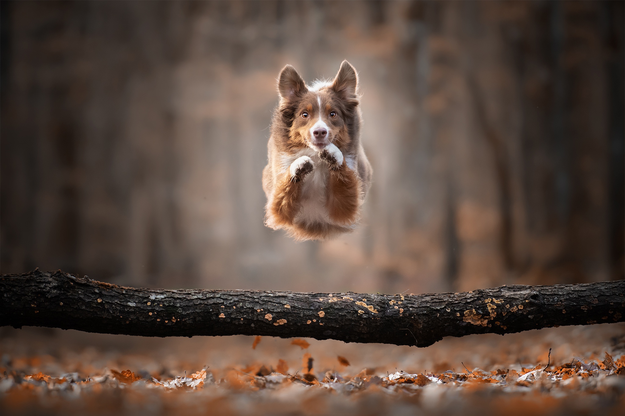 Download Depth Of Field Dog Animal Border Collie HD Wallpaper
