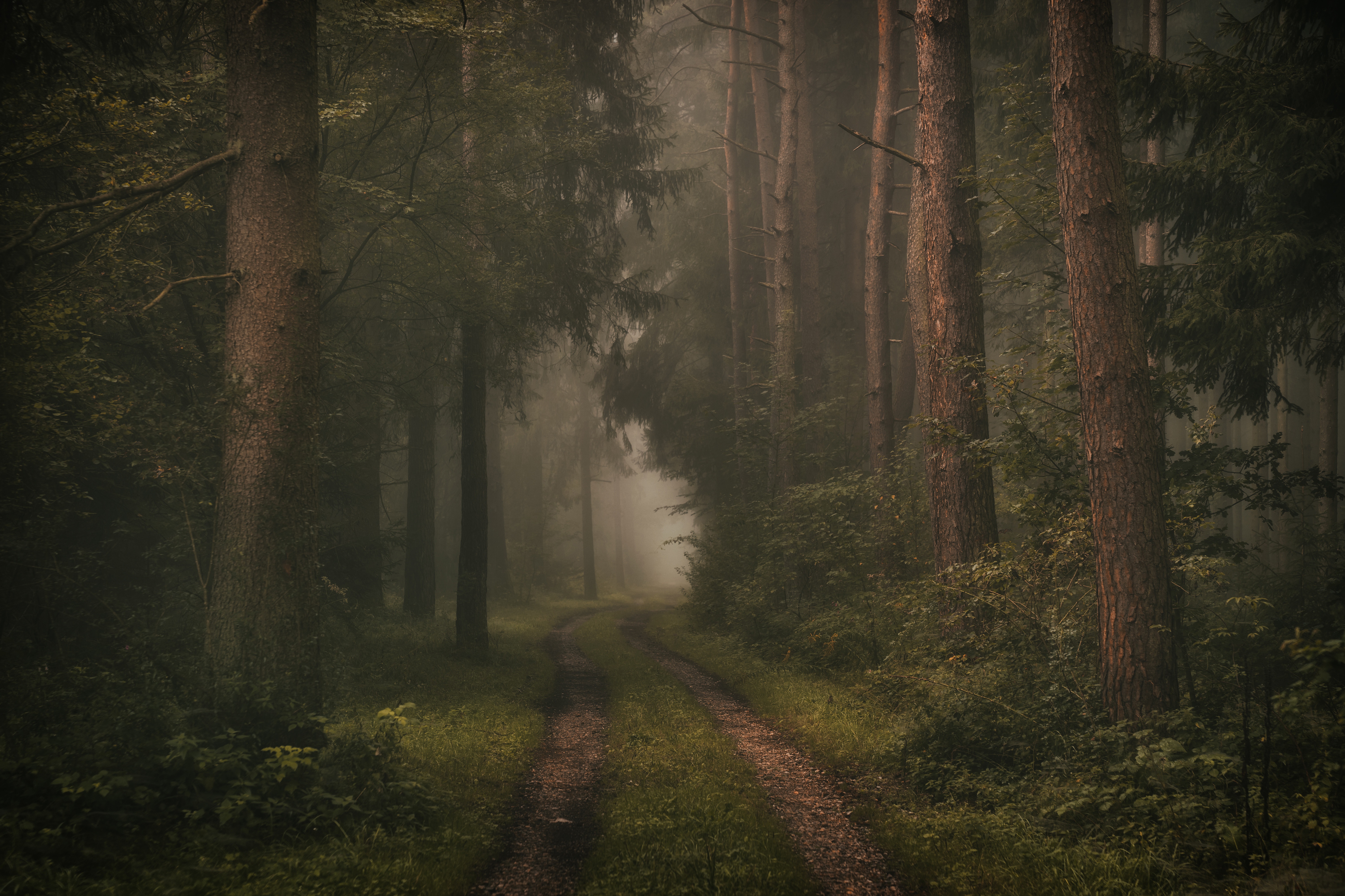 Download Fog Tree Forest Road Man Made Path 4k Ultra HD Wallpaper