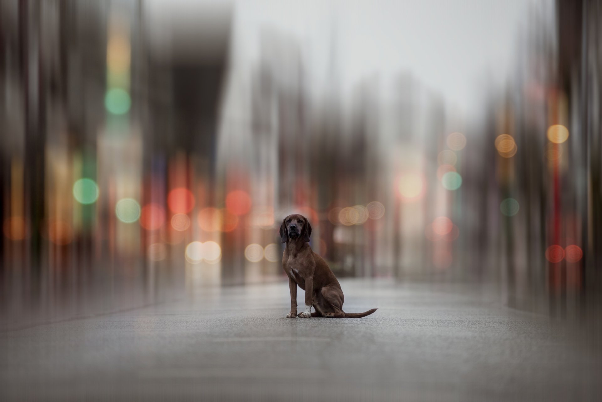 Download Depth Of Field Animal Dog HD Wallpaper