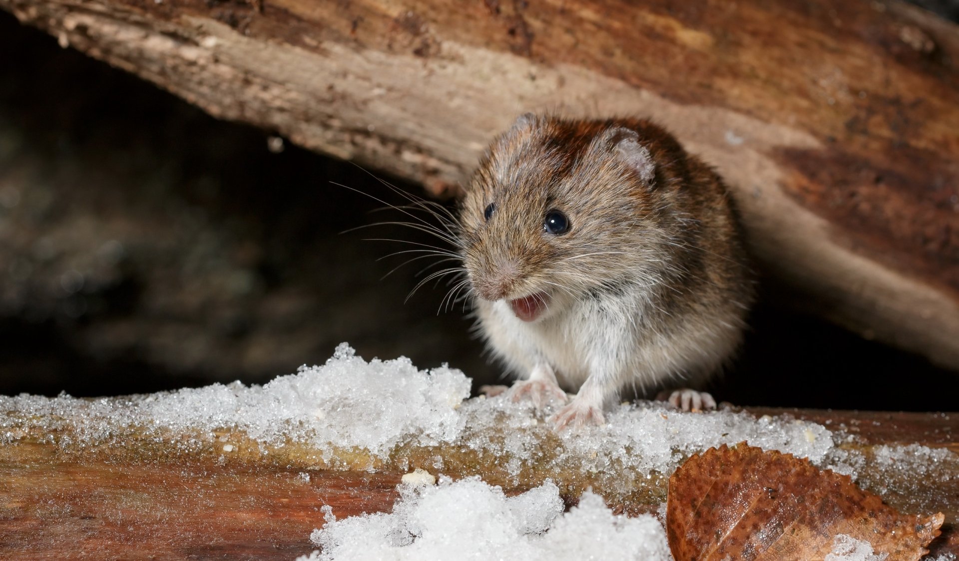 Download Vole Mouse Animal Rodent HD Wallpaper by Hanna Knutsson