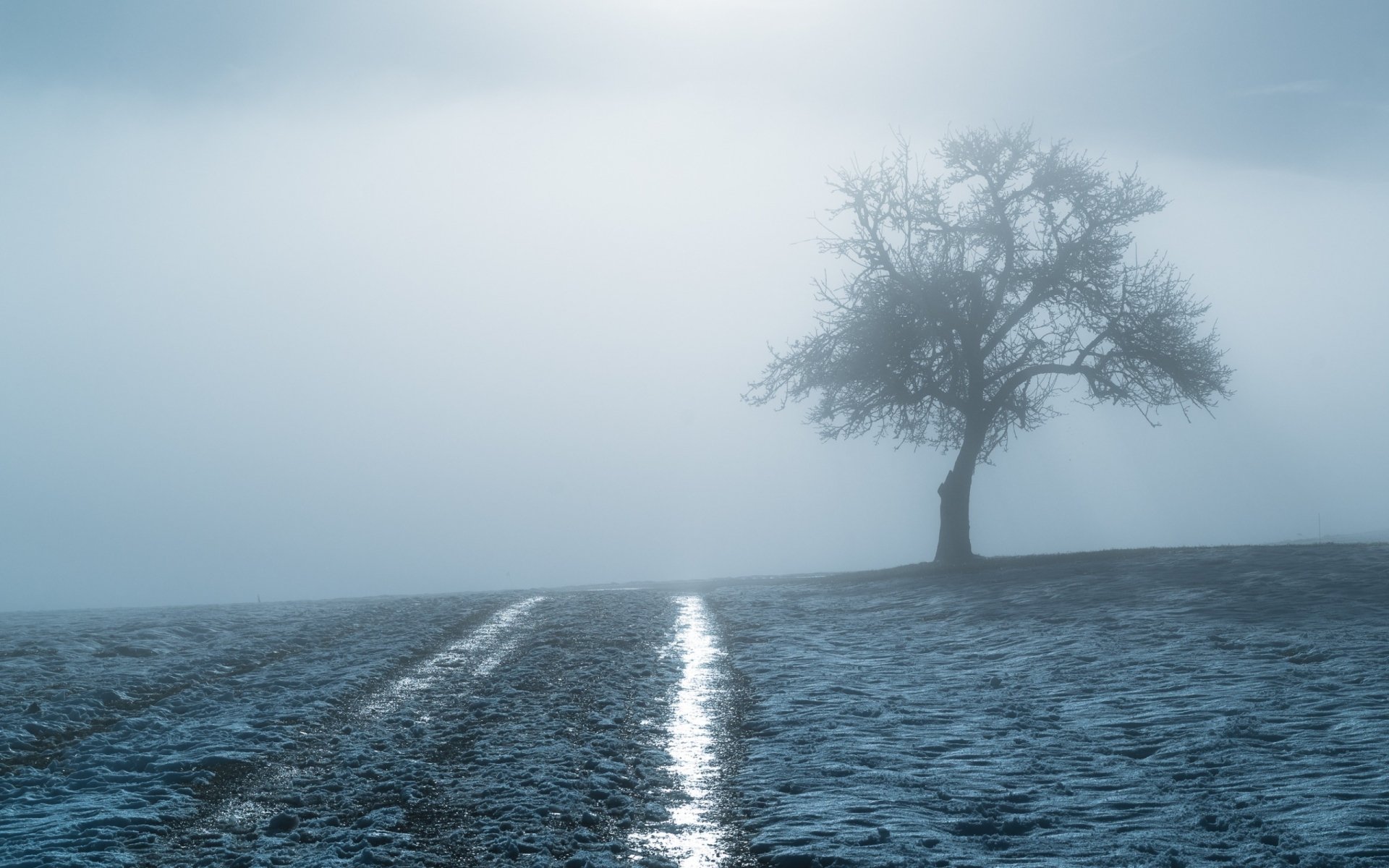 2K Quad HD: Lone Tree in Winter Fog over a Frosted Field | 2560x1600 ...