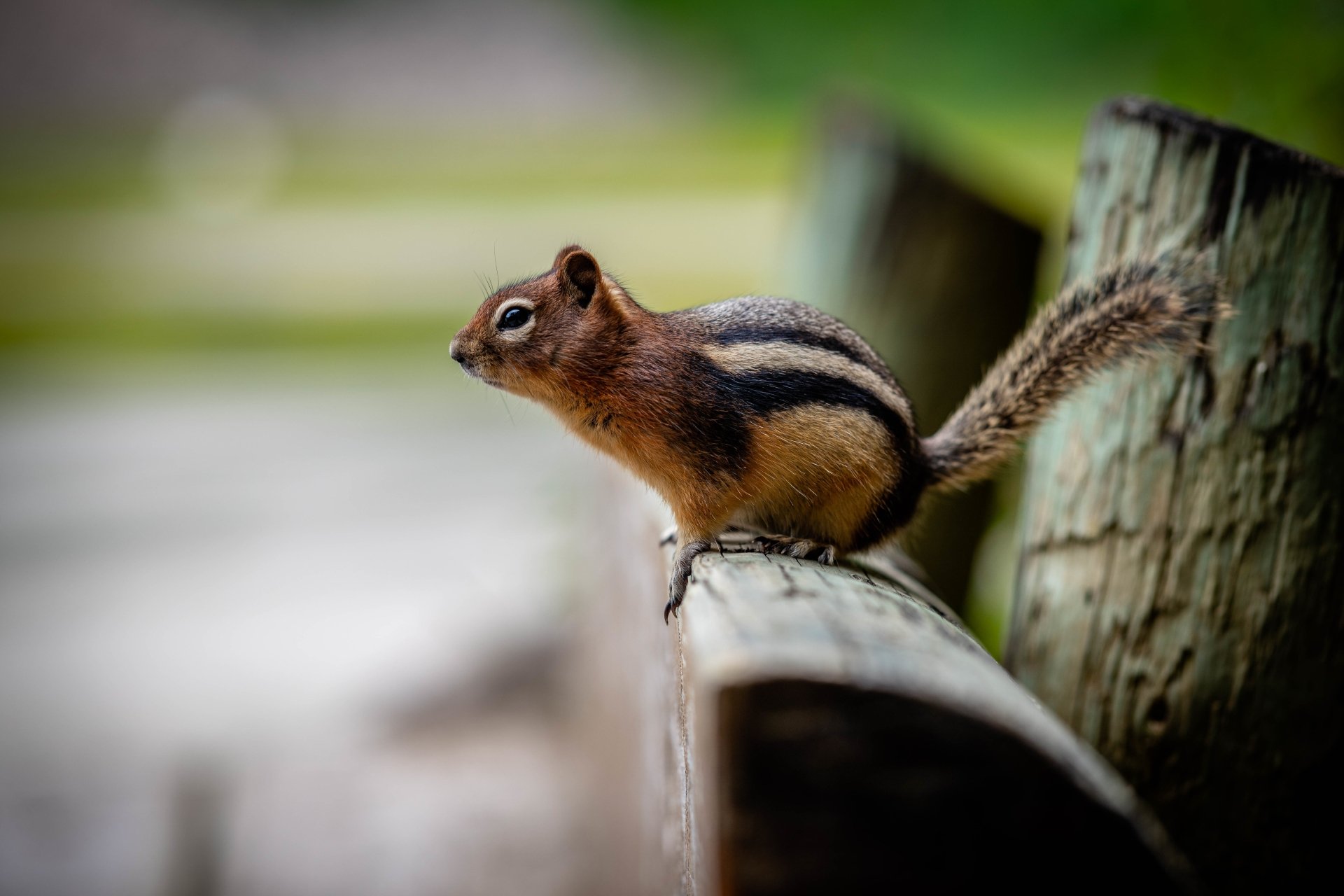 Download Depth Of Field Rodent Animal Chipmunk 4k Ultra HD Wallpaper