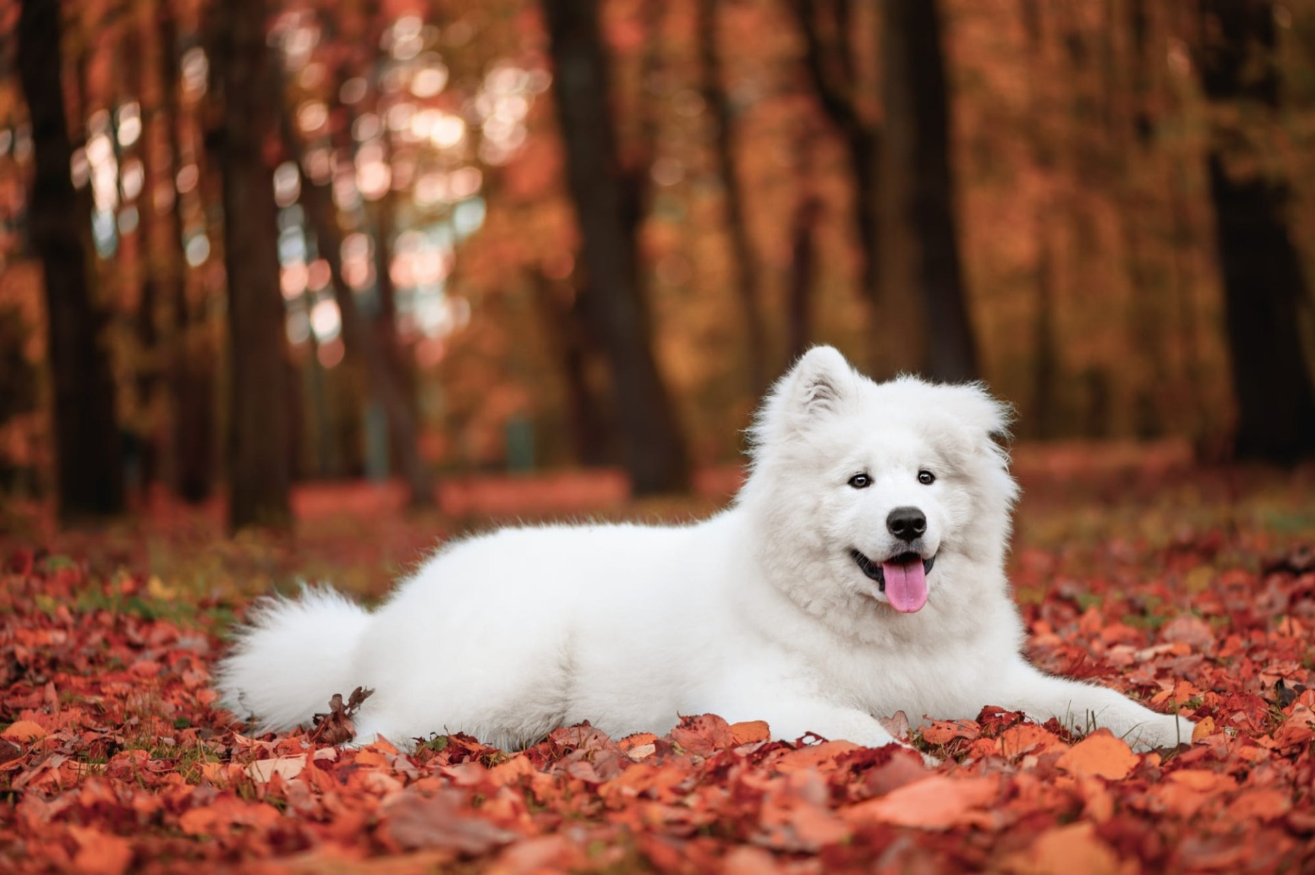 Download Depth Of Field Dog Animal Samoyed HD Wallpaper