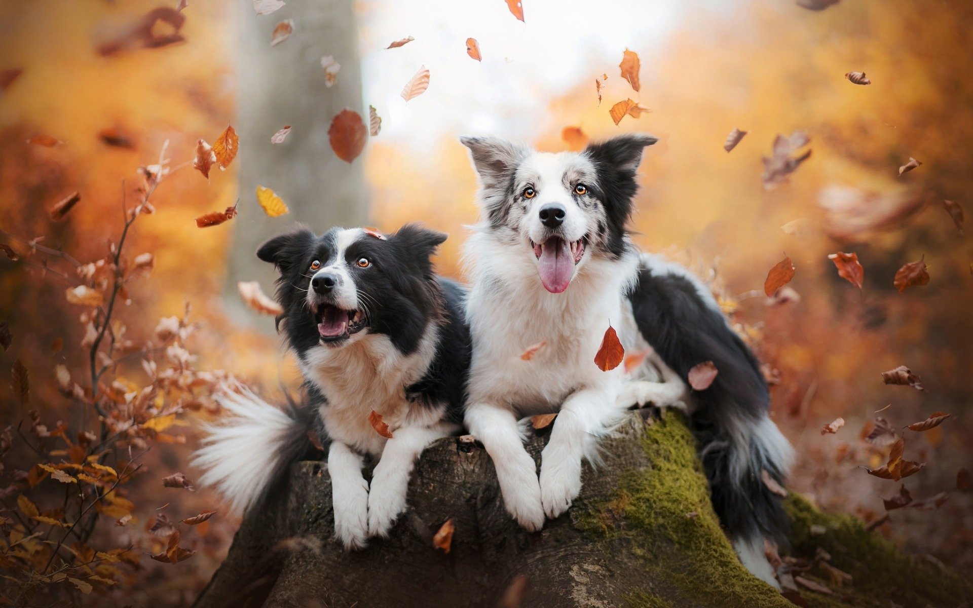 Download Leaf Fall Dog Animal Border Collie HD Wallpaper