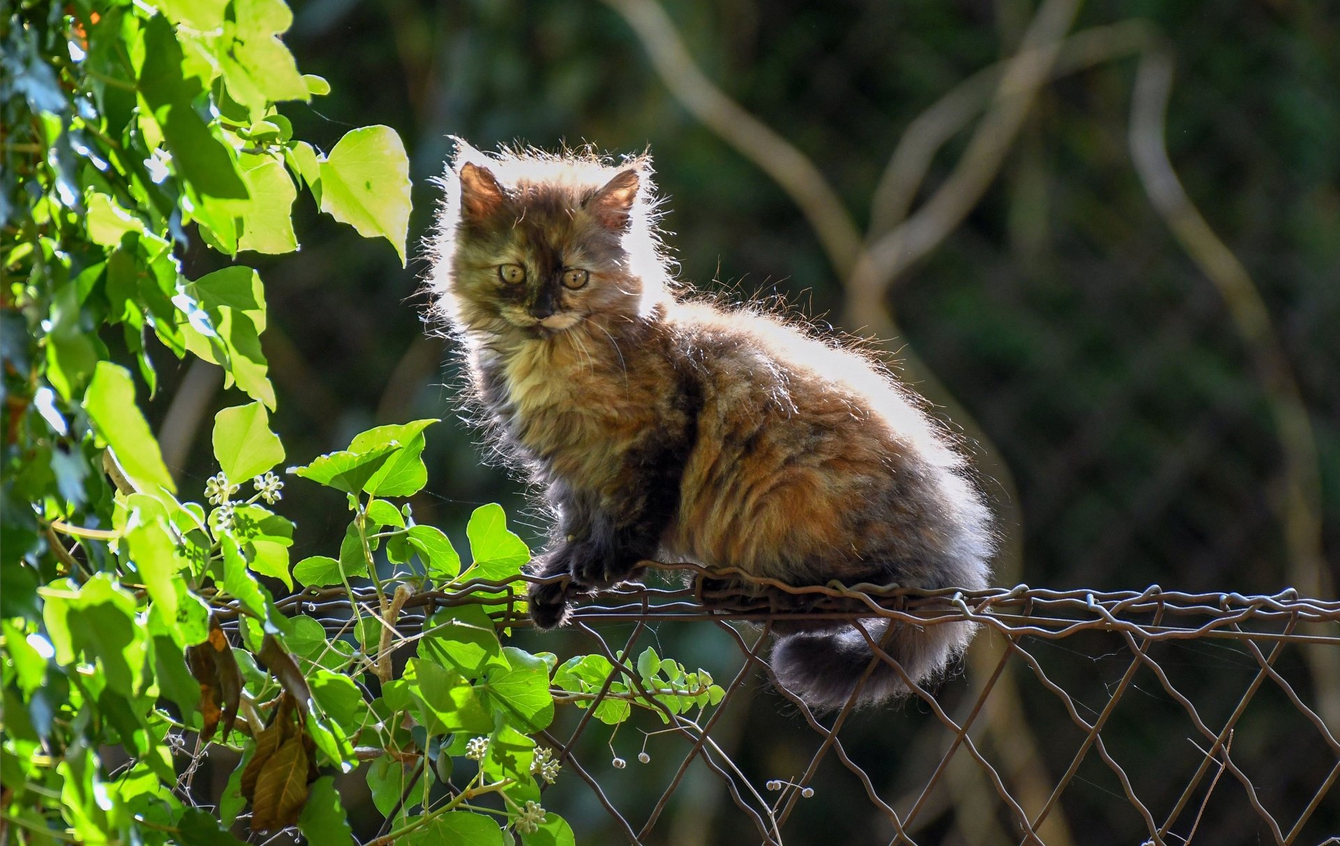 Download Kitten Fluffy Fence Leaf Animal Cat 4k Ultra HD Wallpaper