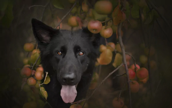 [10+] Black Dog 4k Wallpapers