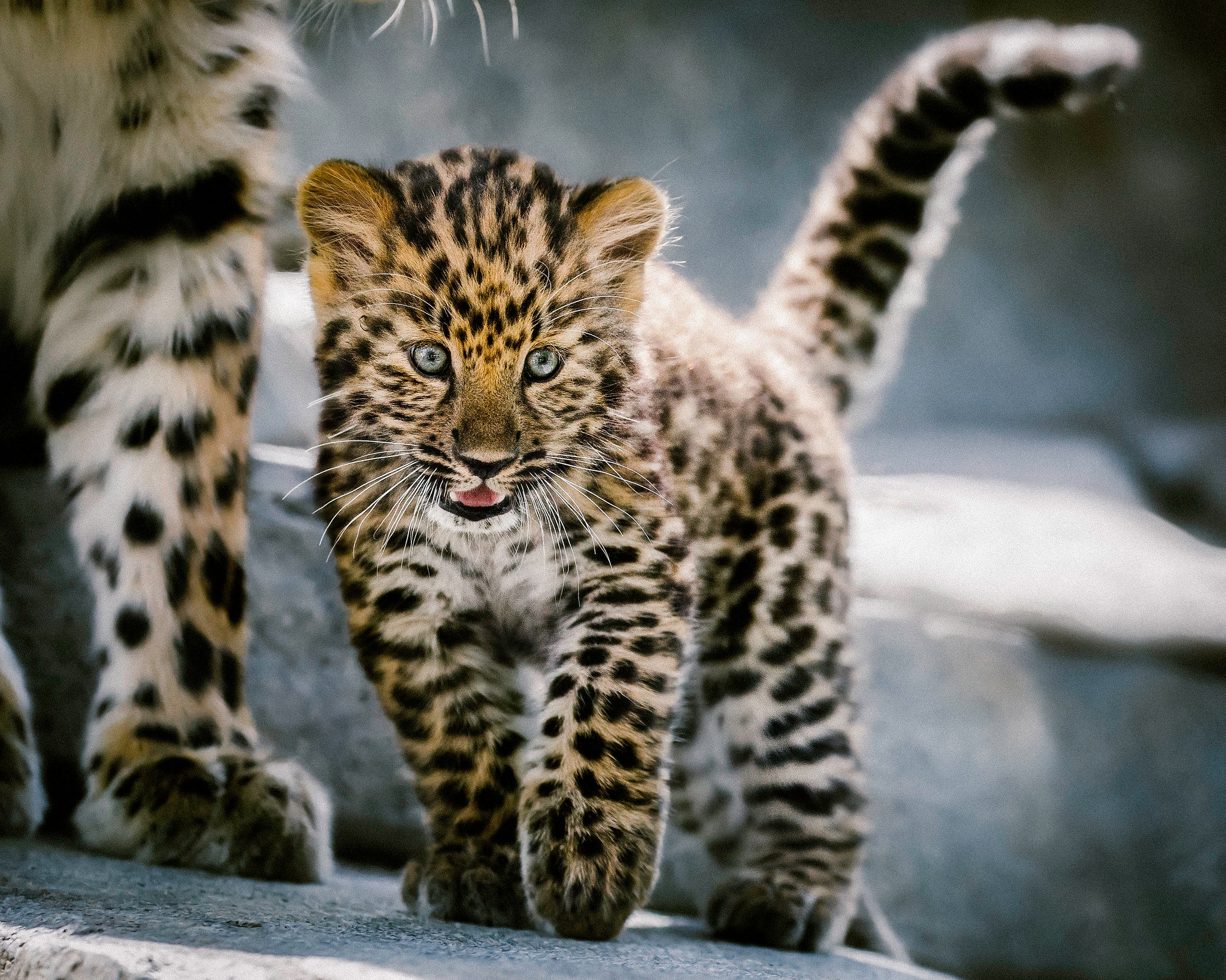 Cute Baby Leopard Wallpaper 428 Baby Snow Leopard Stock Photos Free