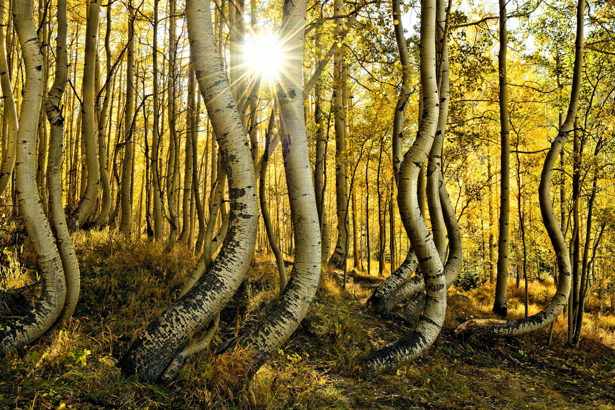 Download Trunk Nature Forest Fall Sunbeam HD Wallpaper