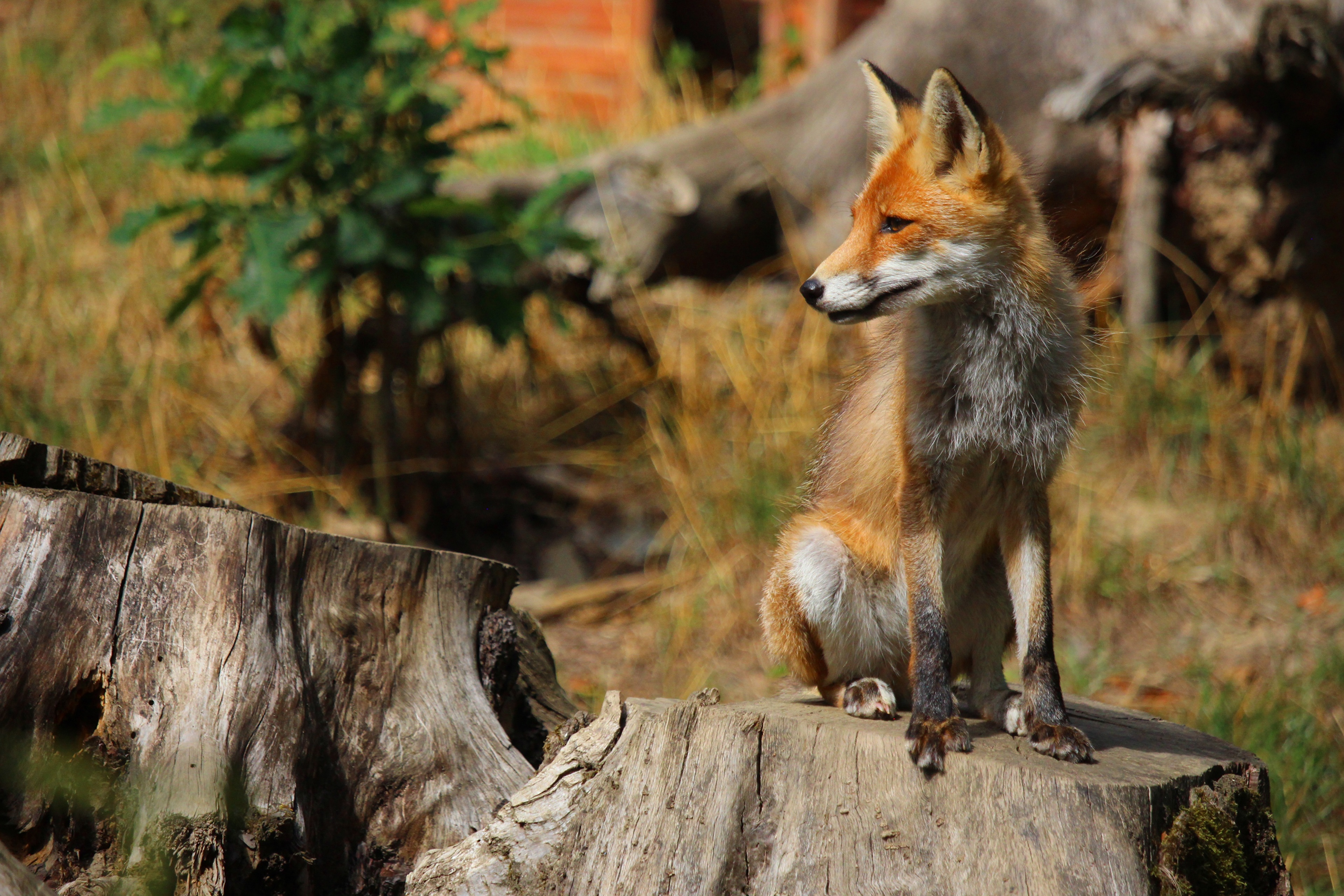 Animal Fox 4k Ultra HD Wallpaper