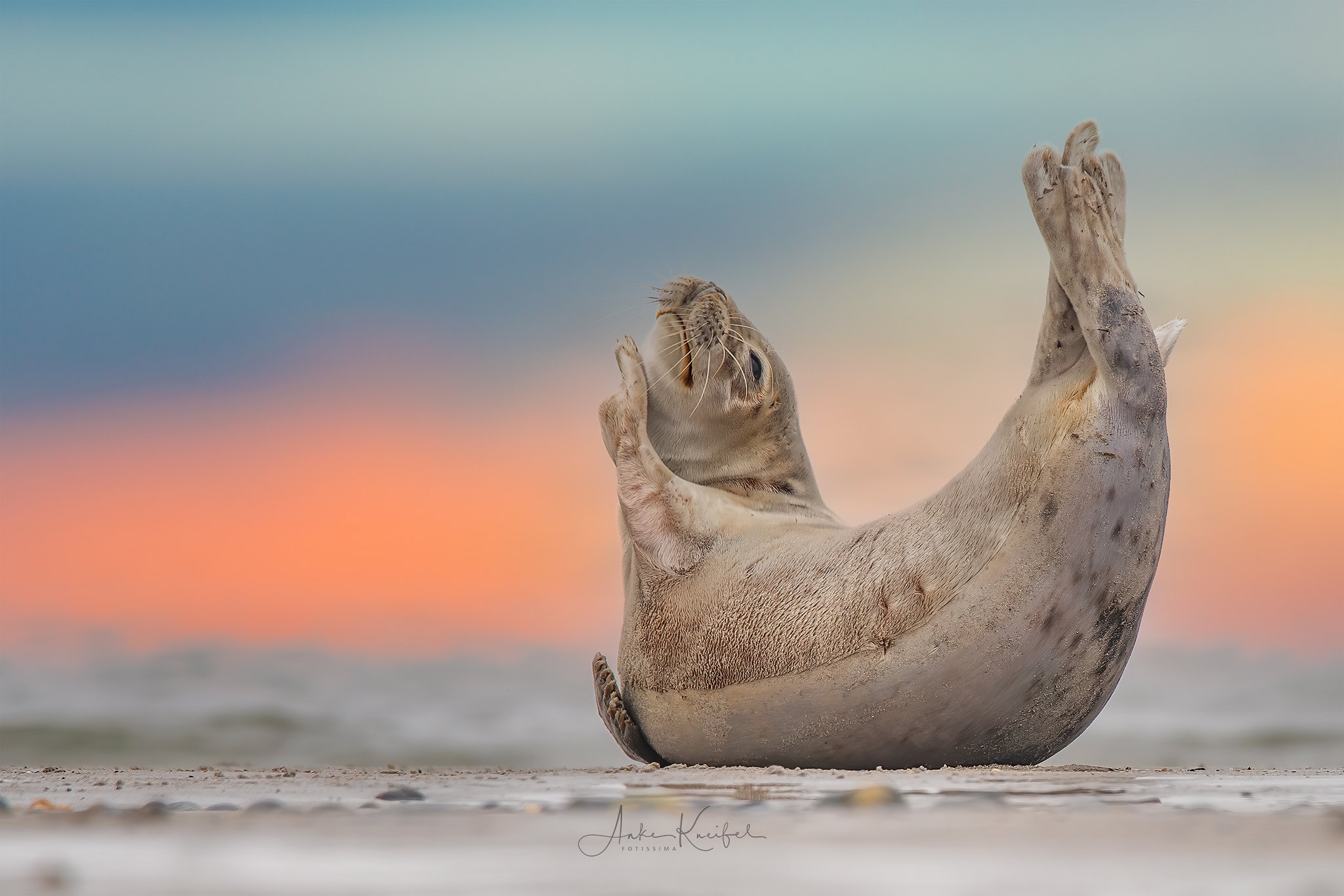 Majestic Seal in Motion: Stunning HD Animal Wallpaper at Sunset