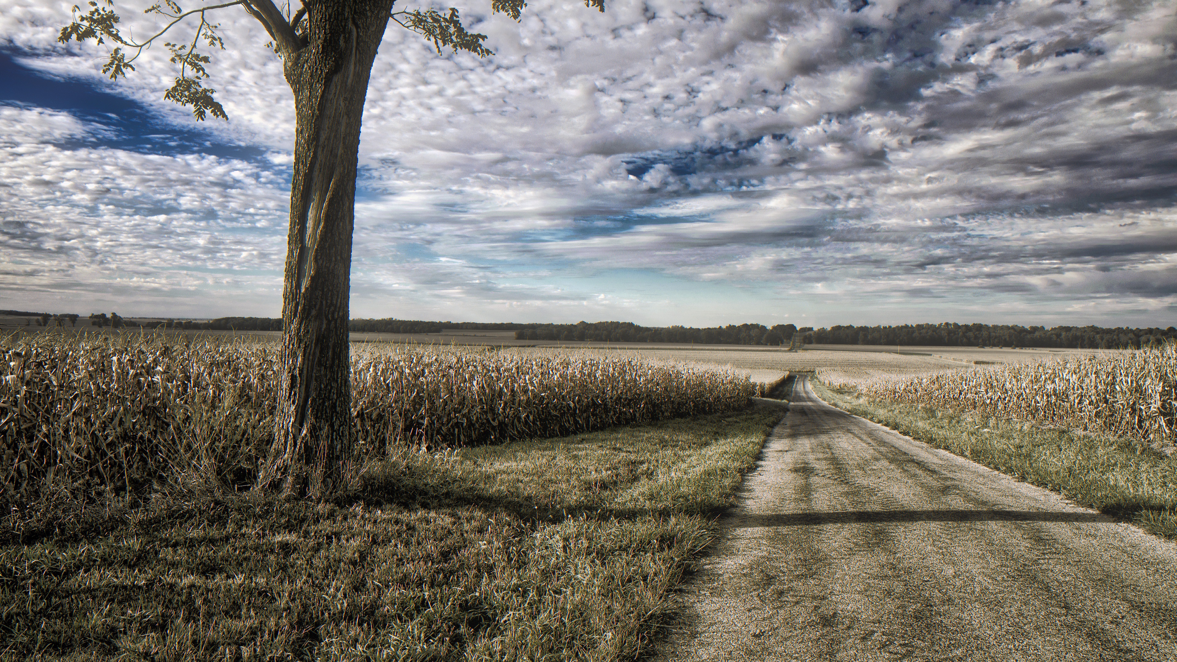 Download Horizon Tree Cloud Field Road Illinois Man Made Path 4k Ultra ...