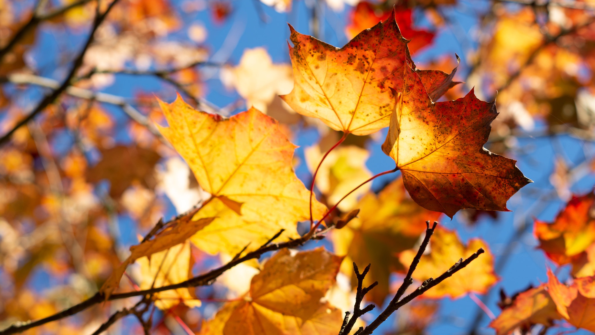 Download Nature Fall Leaf HD Wallpaper