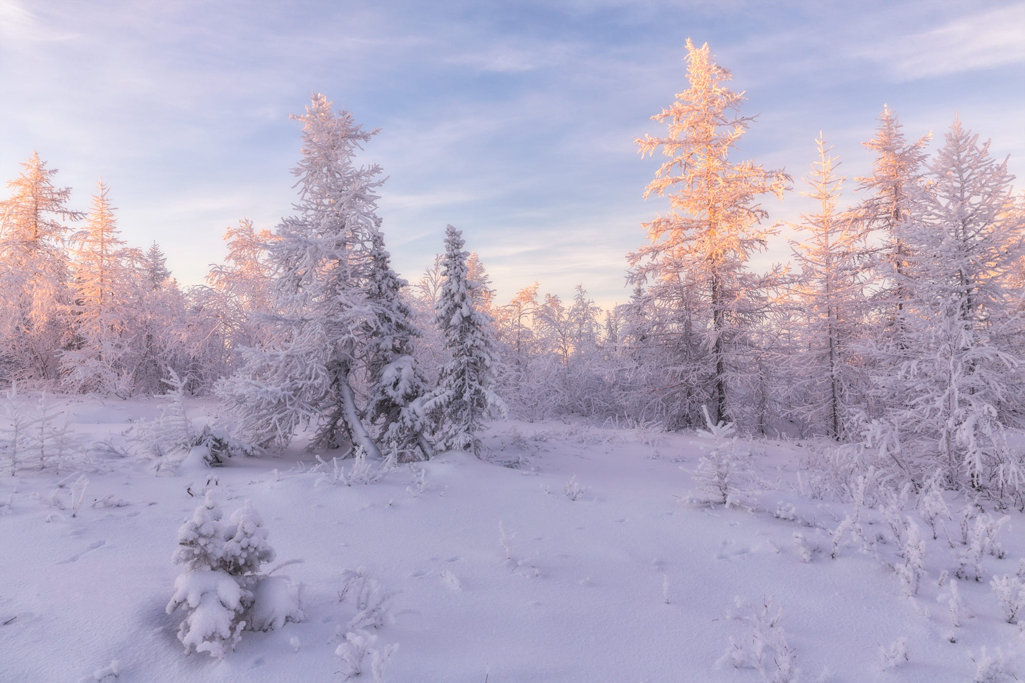 Download Sunrise Fir Tree Morning Snow Forest Nature Winter HD Wallpaper