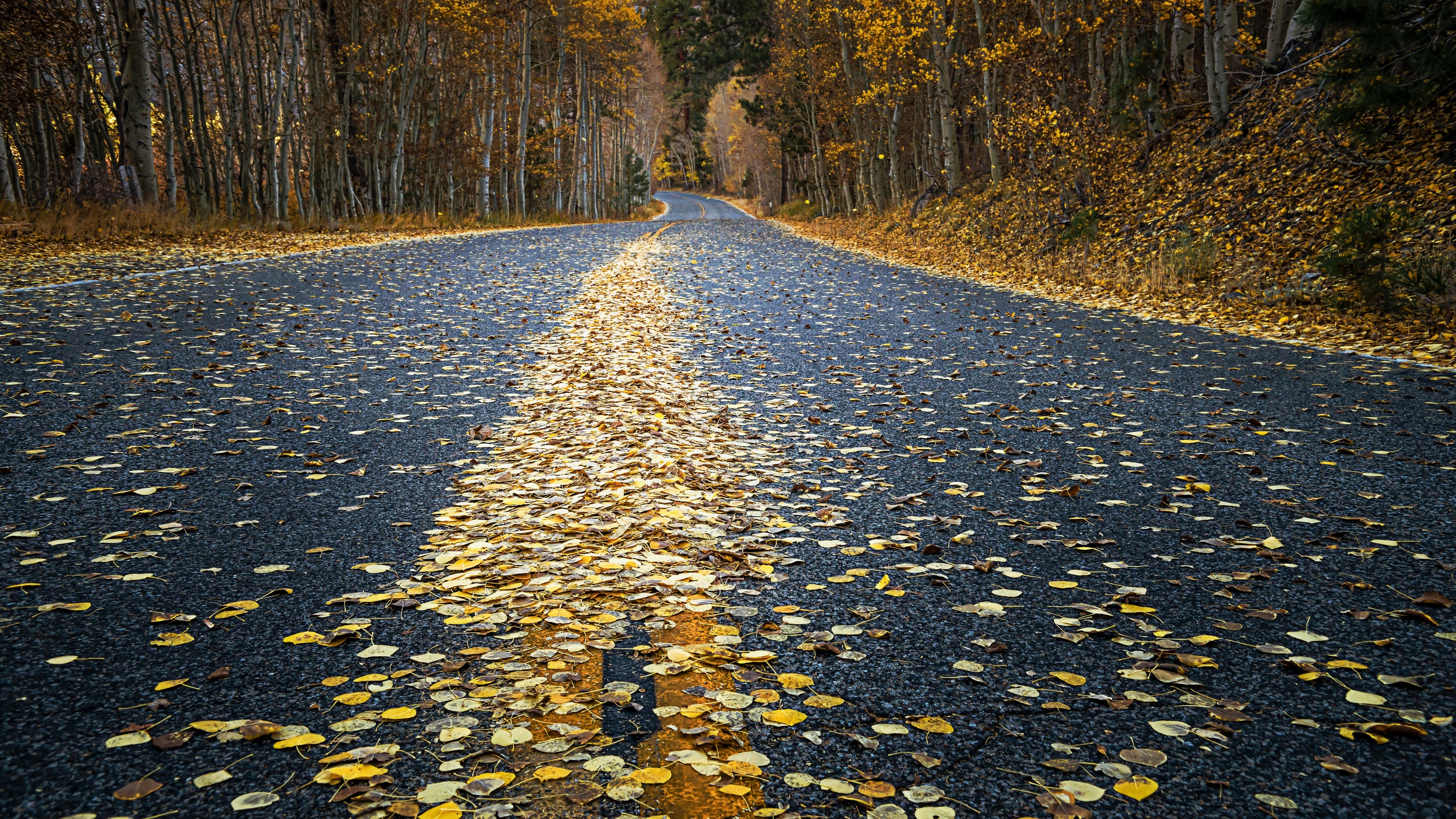 Download Fall Man Made Road HD Wallpaper