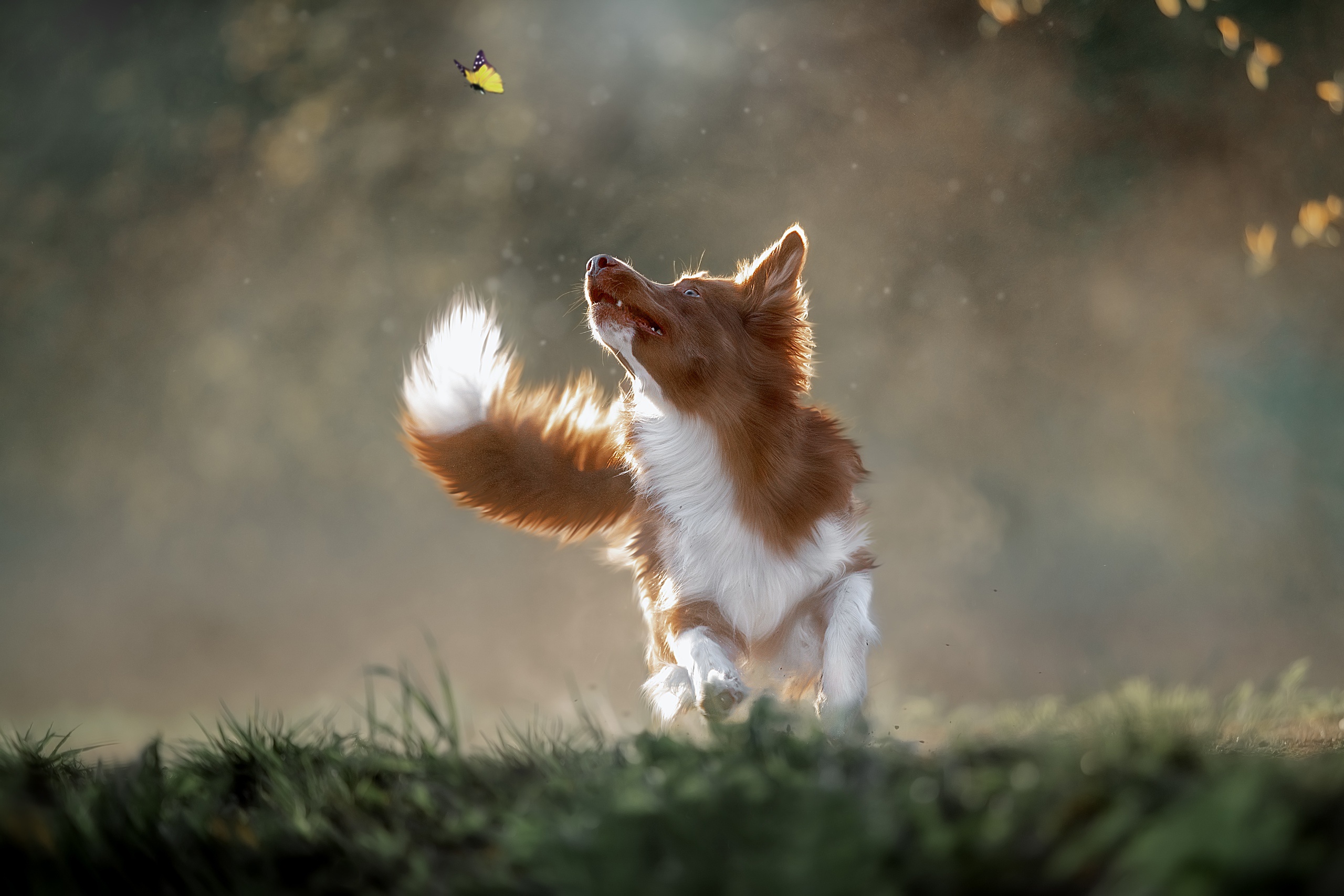 Download Butterfly Animal Dog HD Wallpaper by Svetlana Pisareva