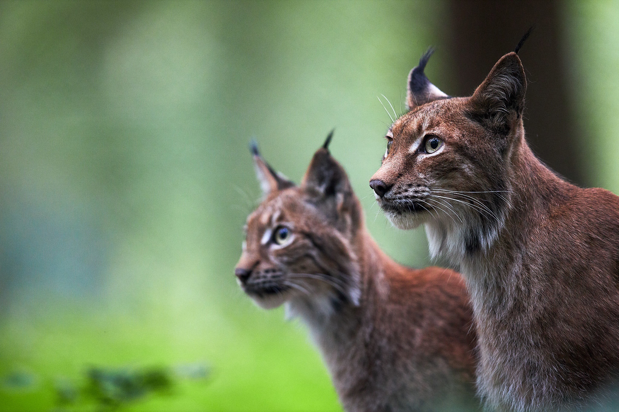 Download Animal Lynx HD Wallpaper