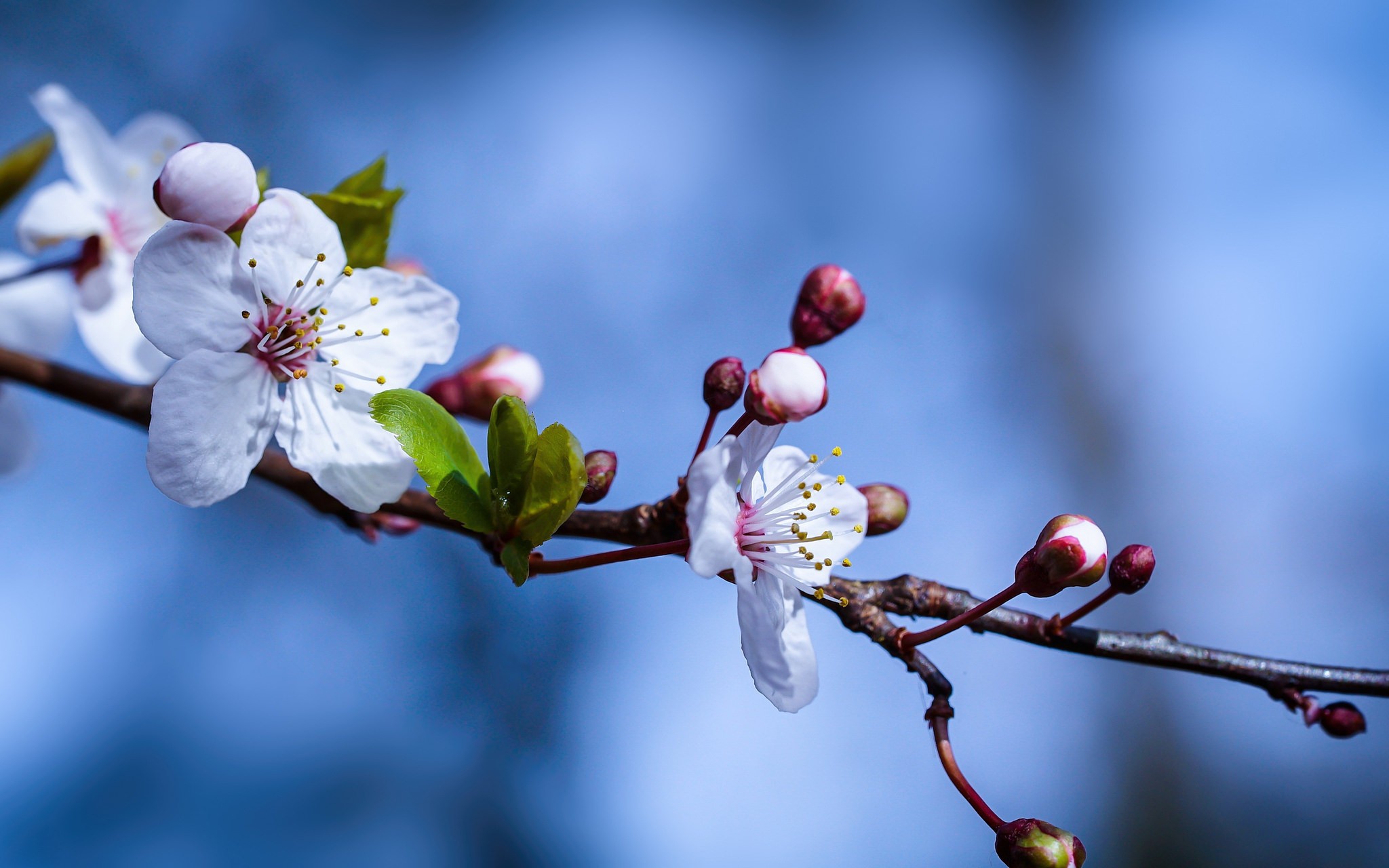 Download Spring Branch Nature Blossom HD Wallpaper