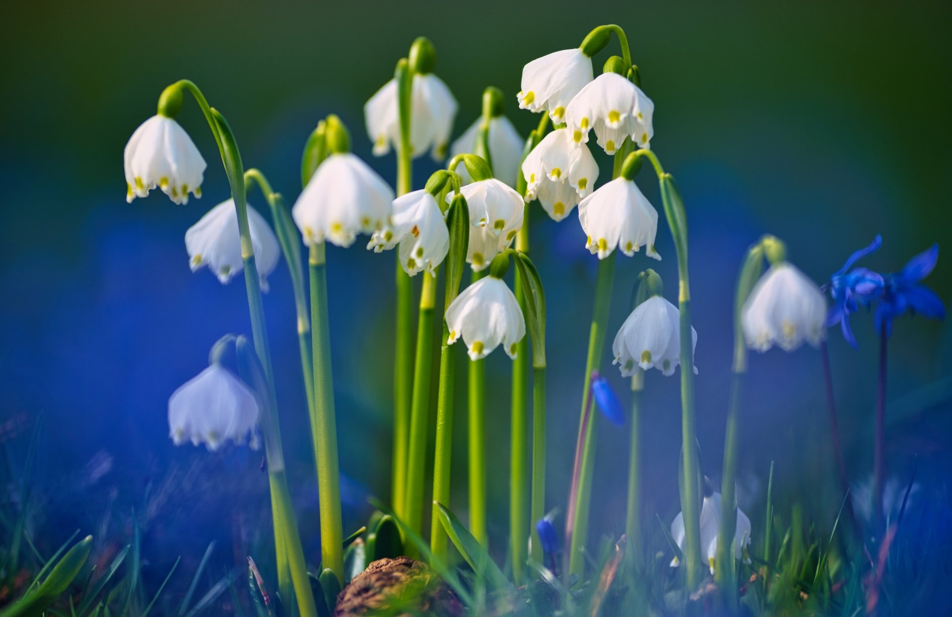 Download Flower White Flower Spring Macro Nature Snowdrop 4k Ultra HD ...