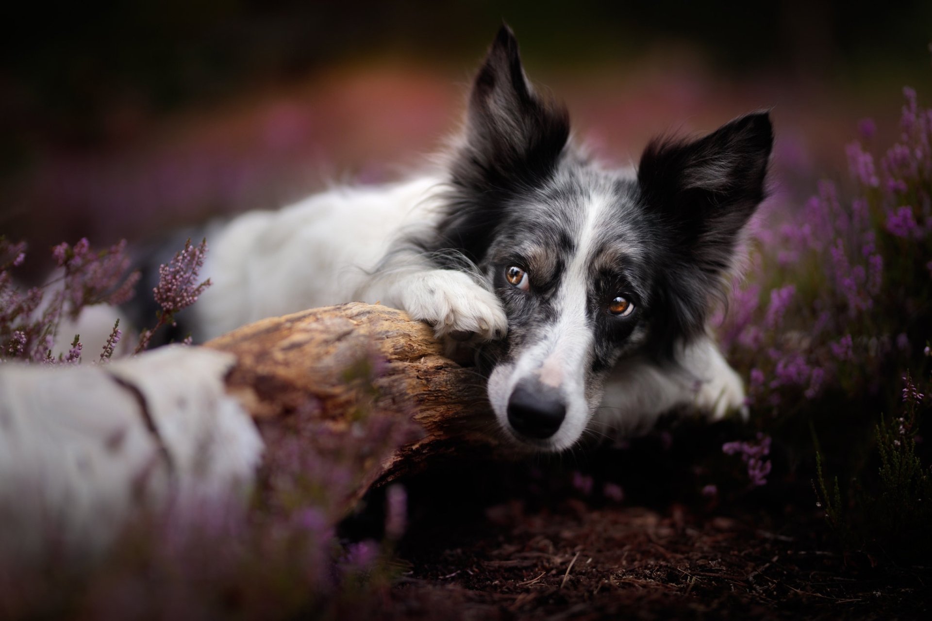 Download Dog Heather Animal Border Collie HD Wallpaper
