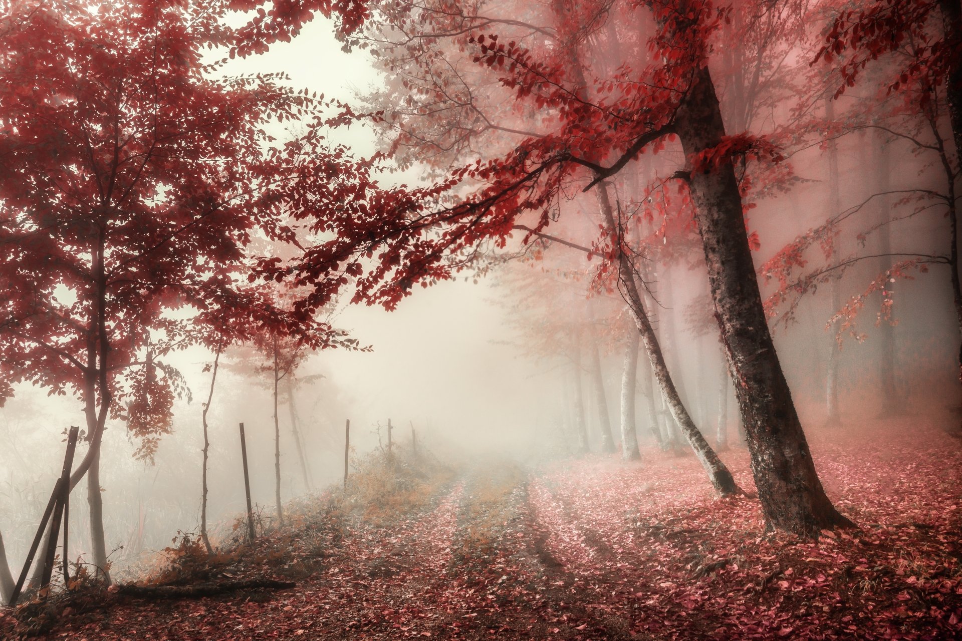 Download Path Fog Nature Fall 4k Ultra HD Wallpaper | 6000x4000 ...