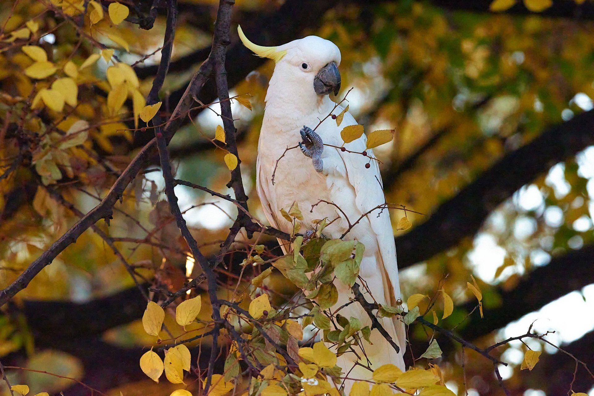 Download Cockatoo Parrot Bird Branch Leaf Animal Sulphur-crested ...