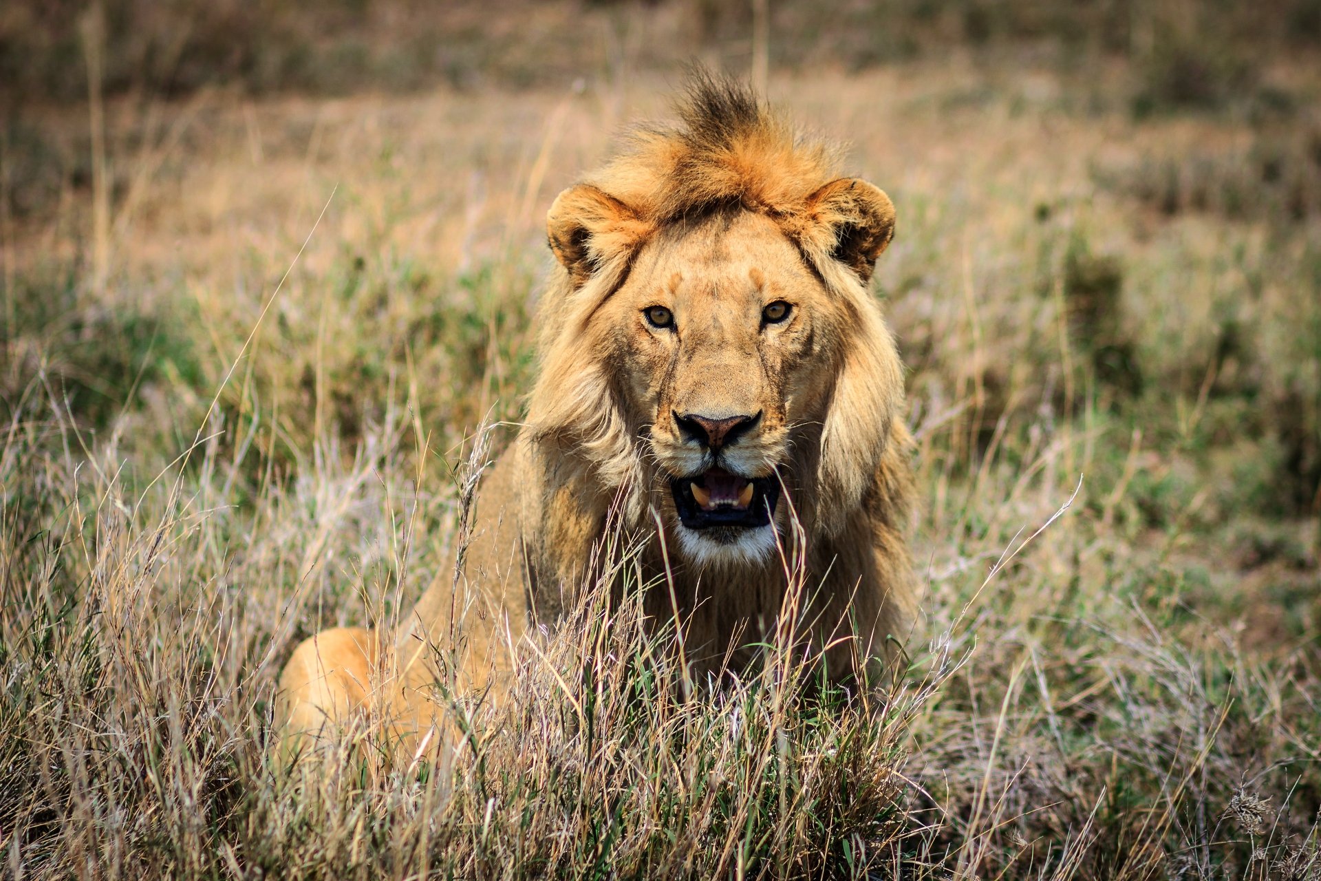 Download Animal Lion 4k Ultra HD Wallpaper | 3840x2560 | Wallpaper Abyss