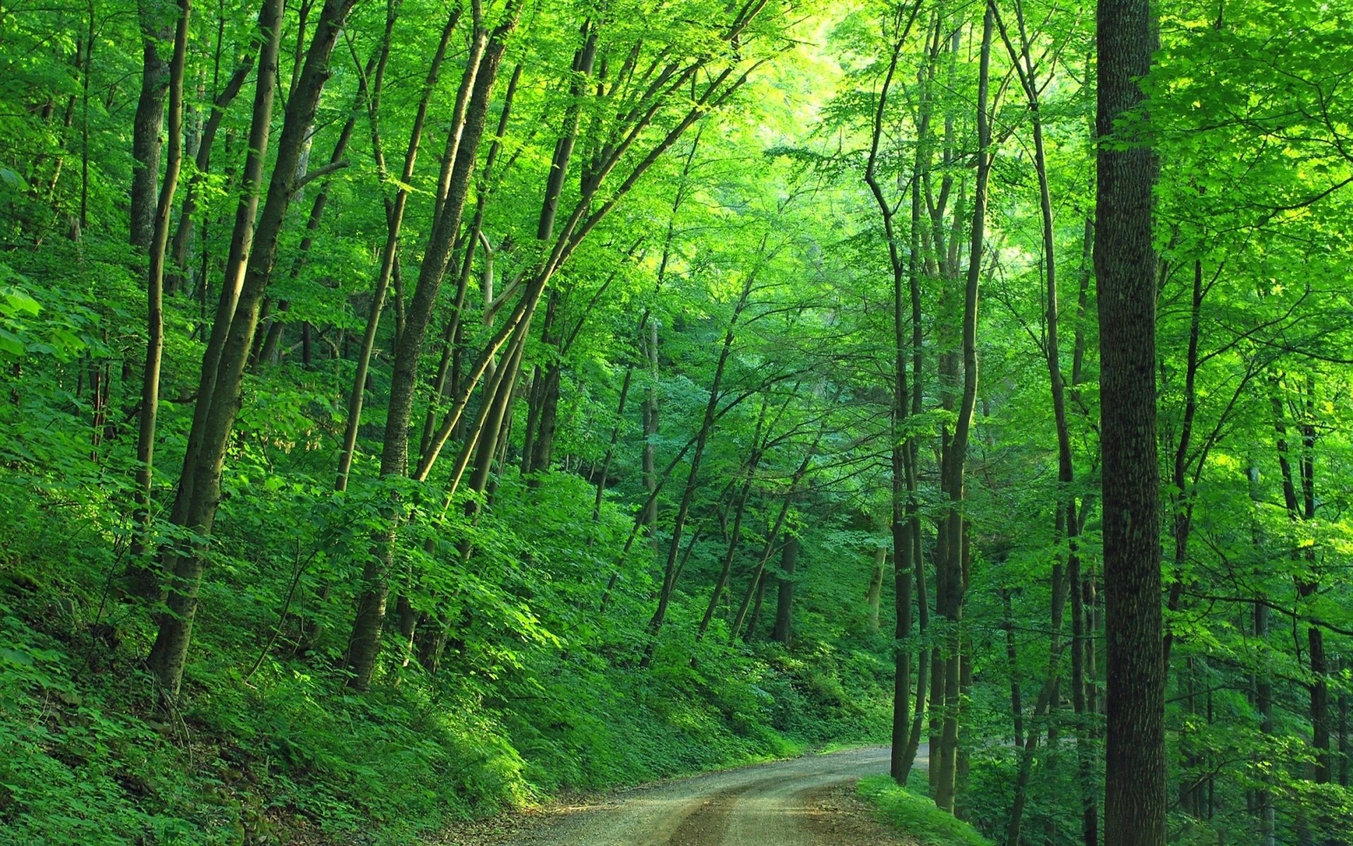 Download Greenery Forest Road Man Made Path HD Wallpaper