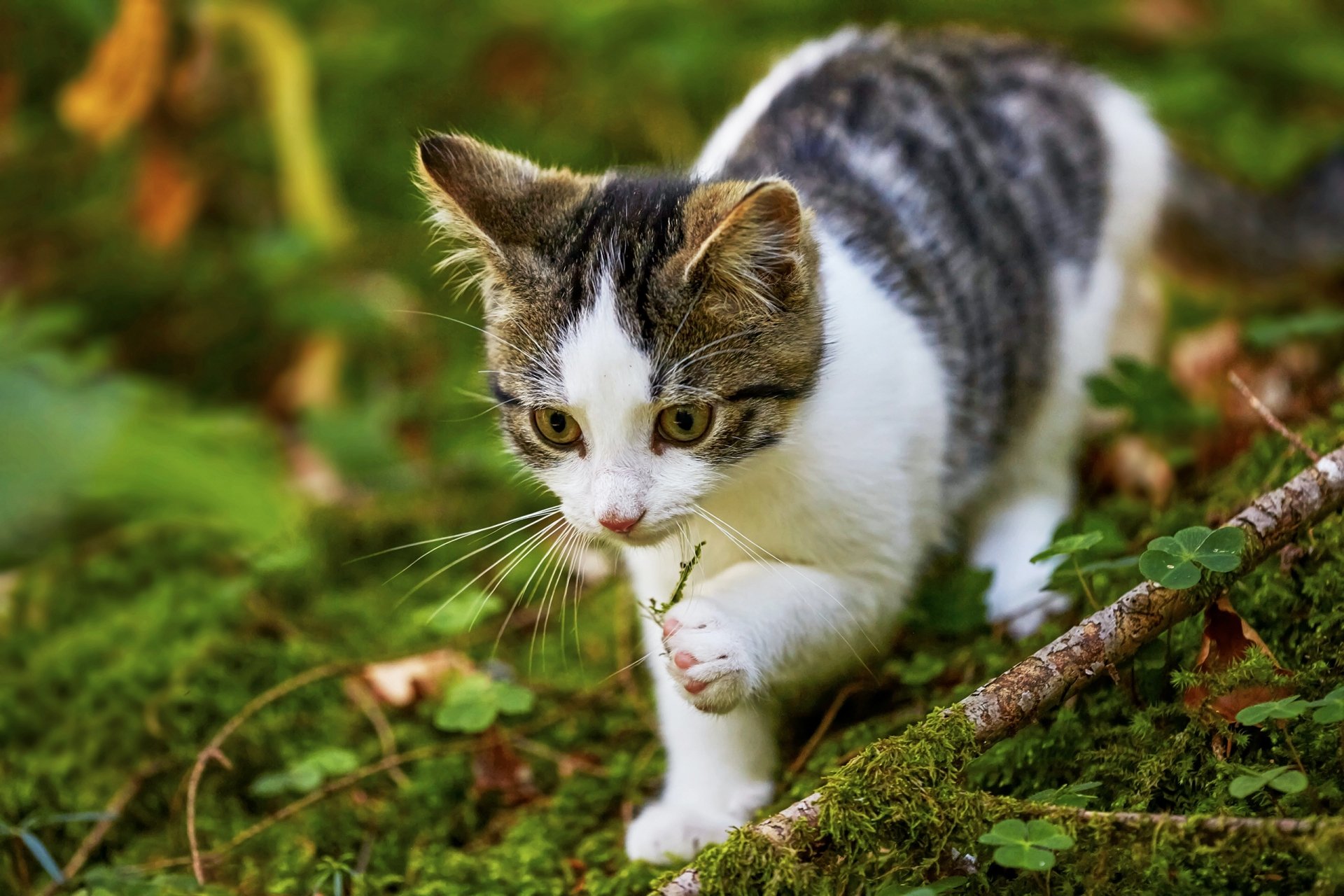 Curious Kitten Exploring Mossy Forest – HD Baby Animal Wallpaper