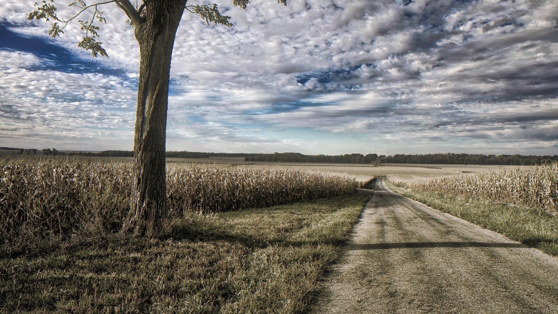 Download Horizon Tree Cloud Field Road Illinois Man Made Path 4k Ultra ...