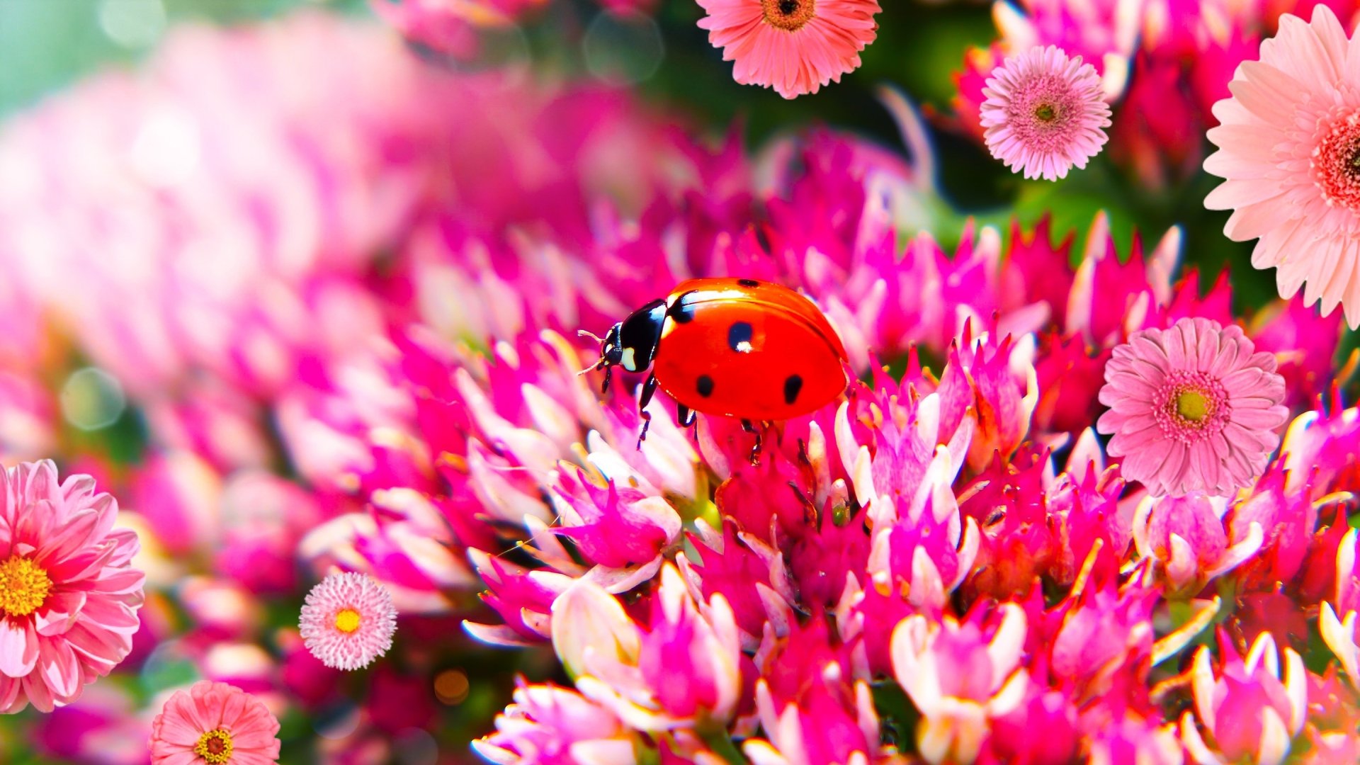 Download Insect Pink Flower Flower Macro Animal Ladybug HD Wallpaper