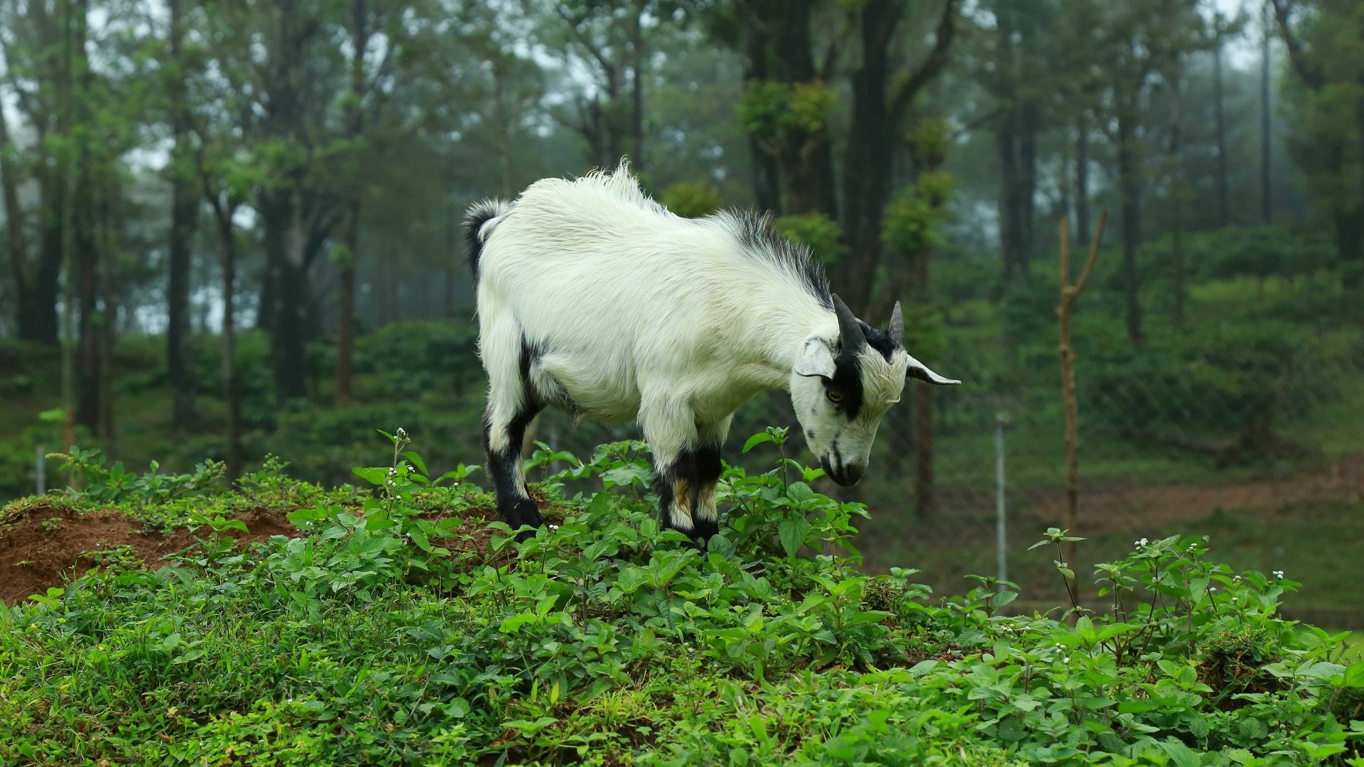 Download Nature Animal Goat HD Wallpaper