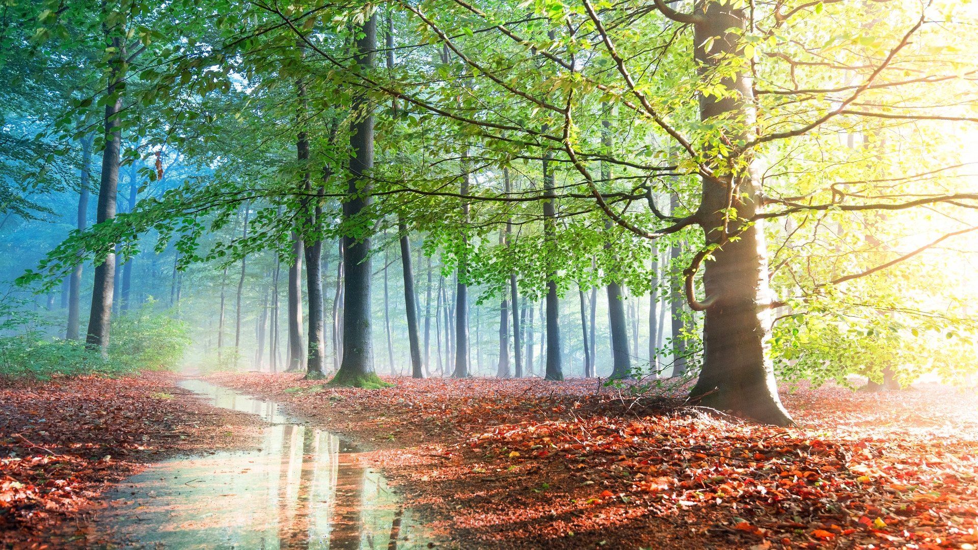 Misty Autumn Forest Reflection - 4K Ultra HD Nature Wallpaper