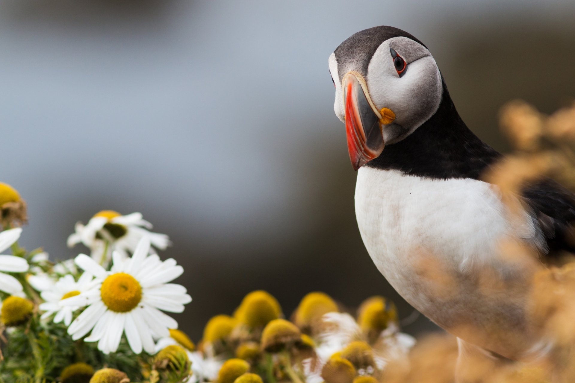 Download Bird Flower Animal Puffin HD Wallpaper | 2048x1365 | Wallpaper ...