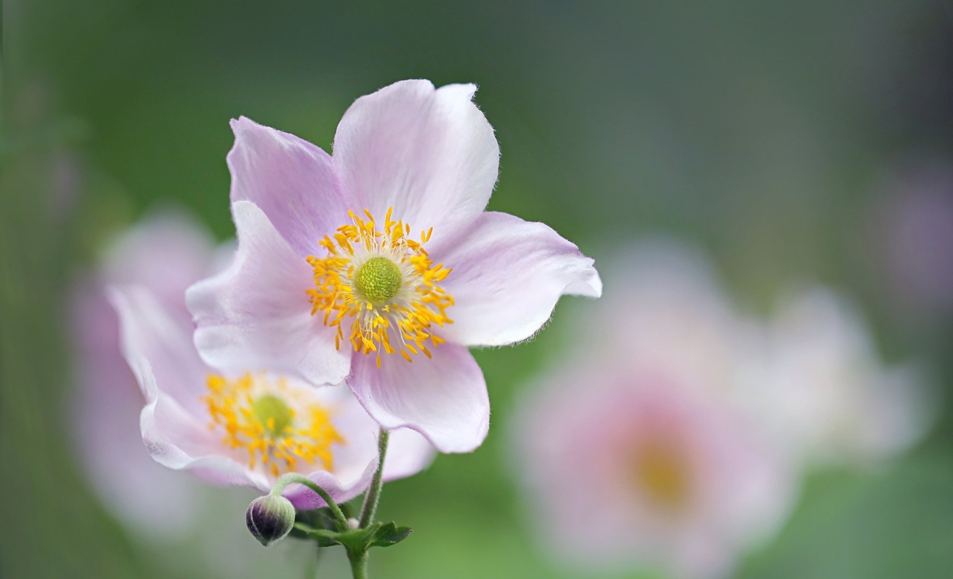 Soft Anemone Petals — 2K Quad HD Nature Wallpaper | 3072x1868 ...