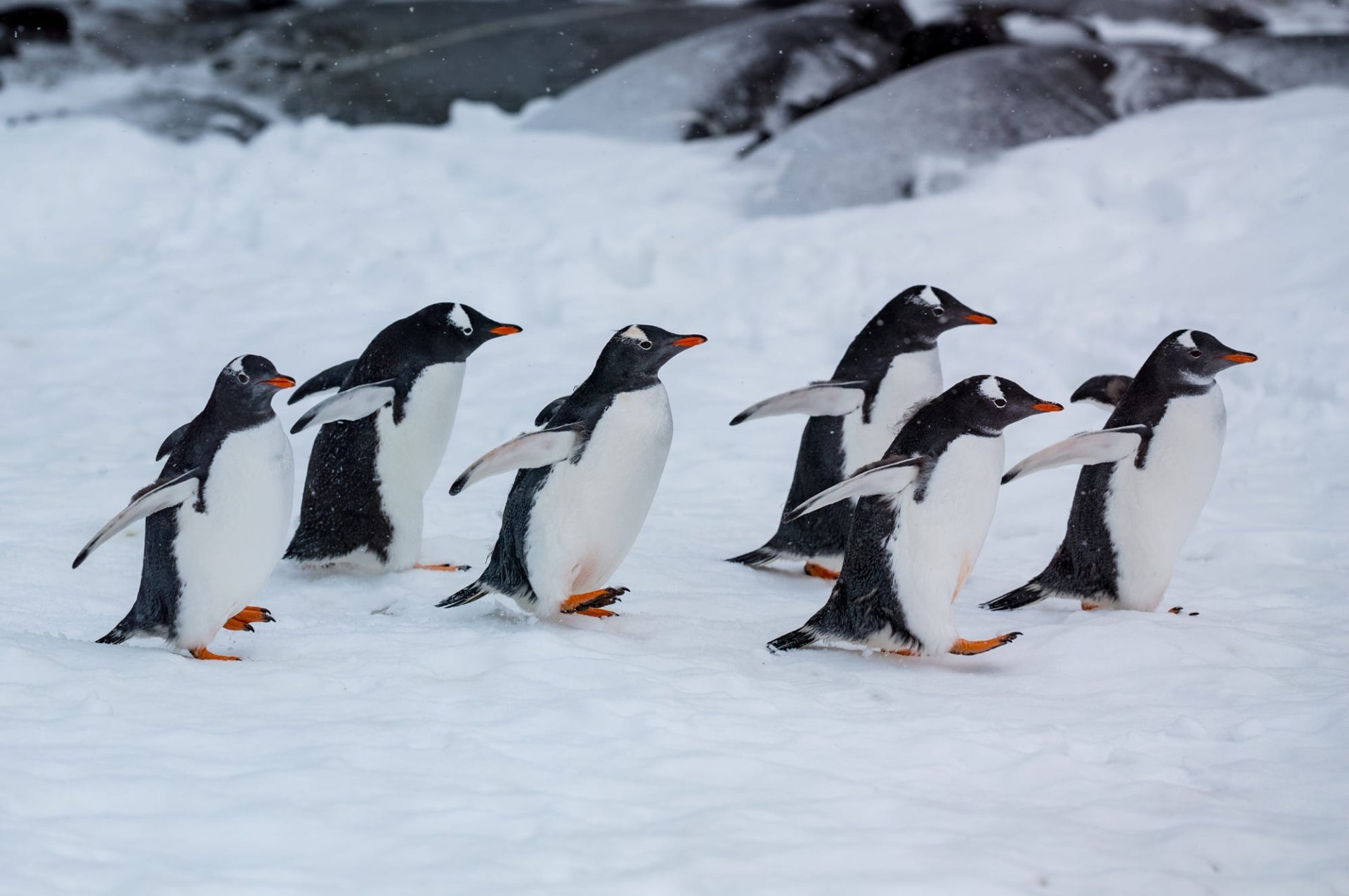 Majestic Emperor Penguins in HD – Stunning Bird & Animal Wallpaper ...