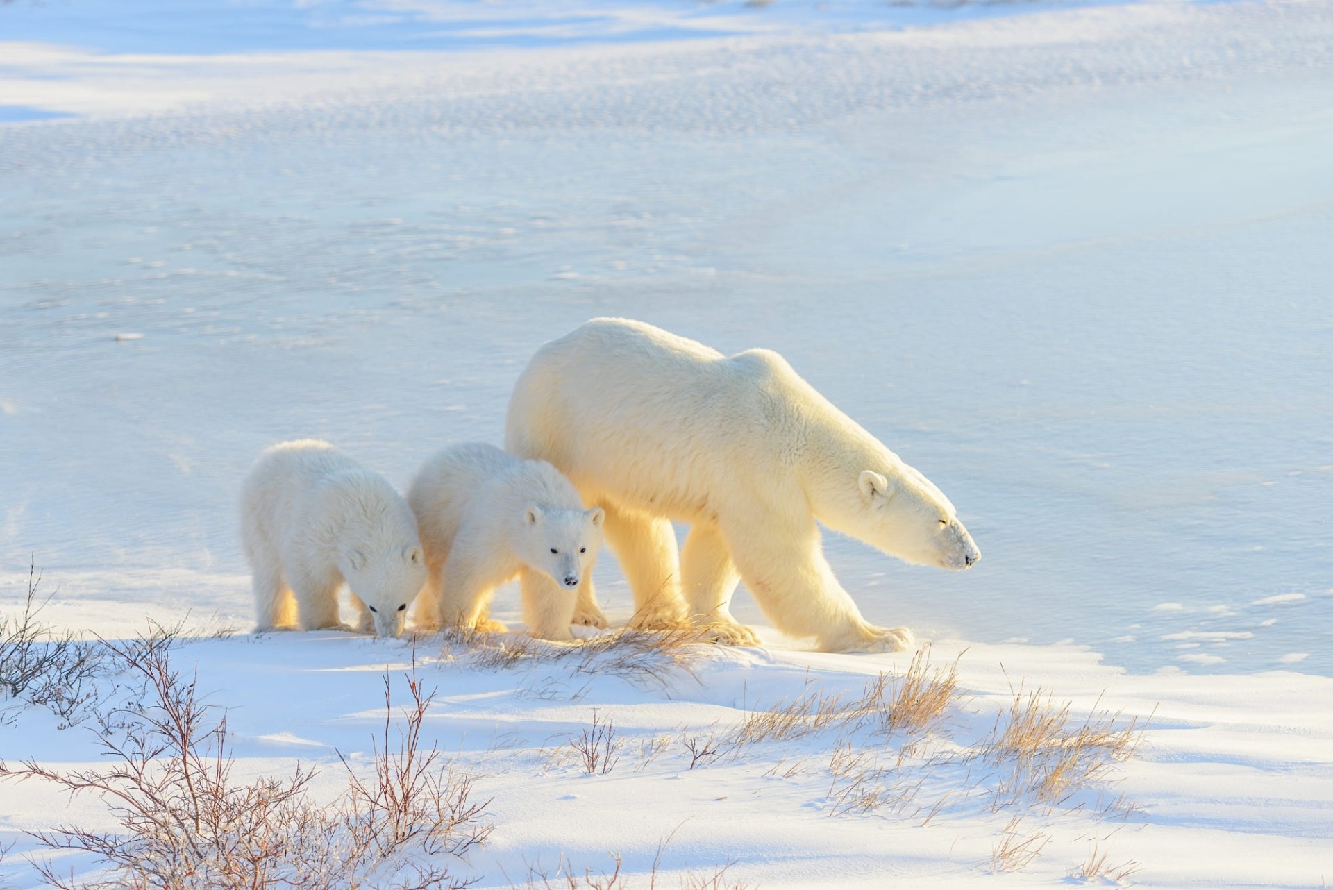 Winter's Charm: Polar Bear Family in Snowy HD Splendor