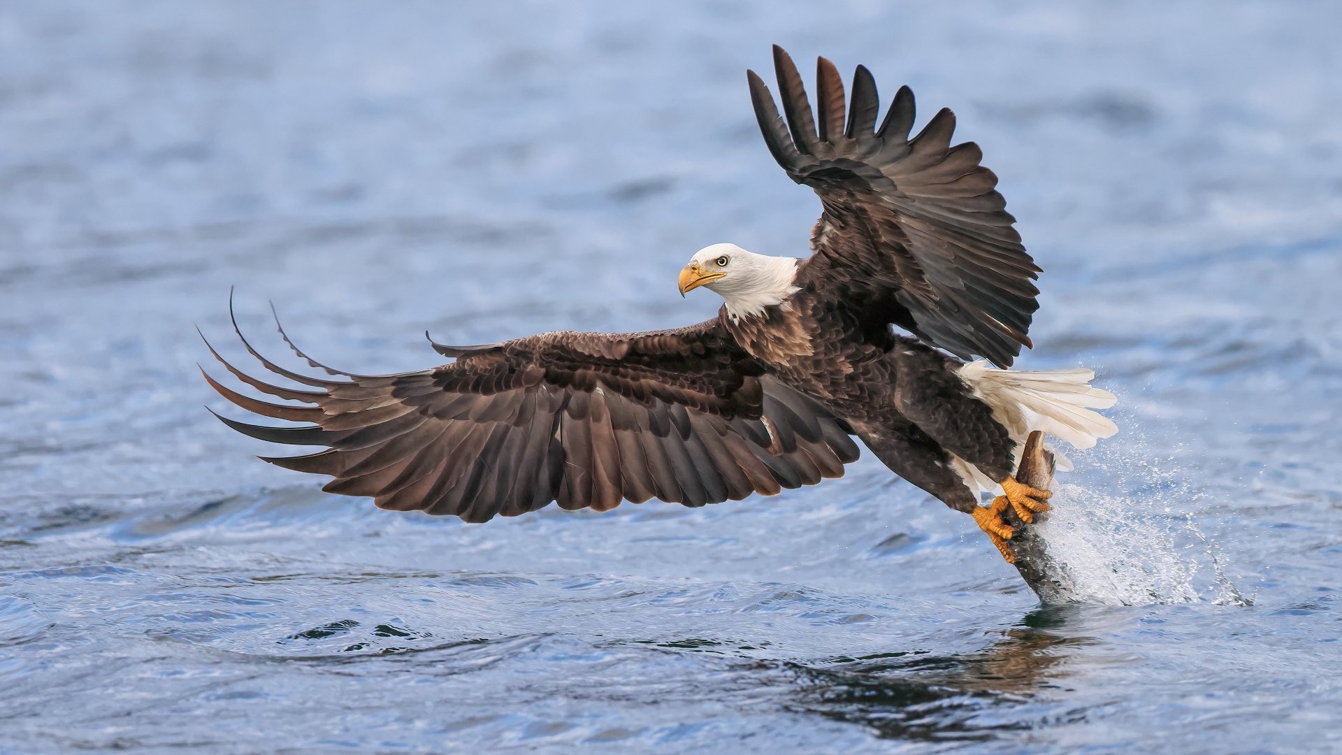 Download Bird Of Prey Bird Animal Bald Eagle 4k Ultra HD Wallpaper