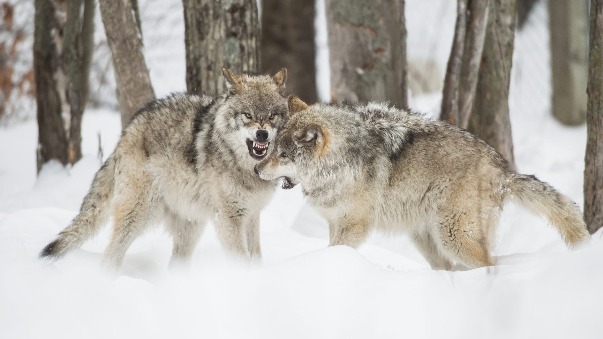 Snowbound Wolves — Winter's Silent Pact