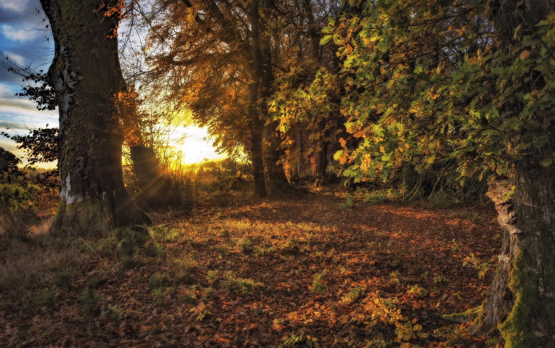 Golden Autumn Glow: Sunlit Forest HD Wallpaper